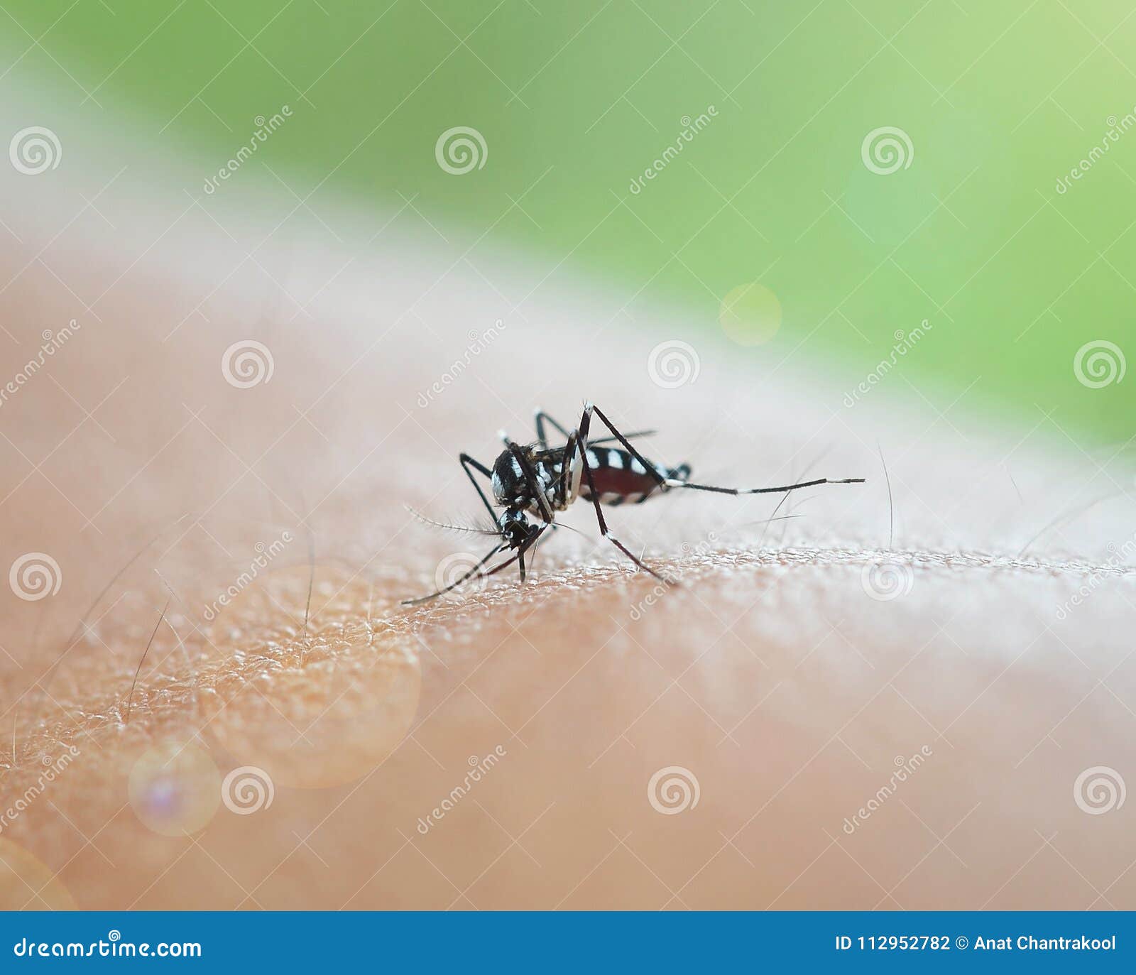 Saugendes Blut Des Moskitos Stockfoto - Bild von insekt, metamorphose ...