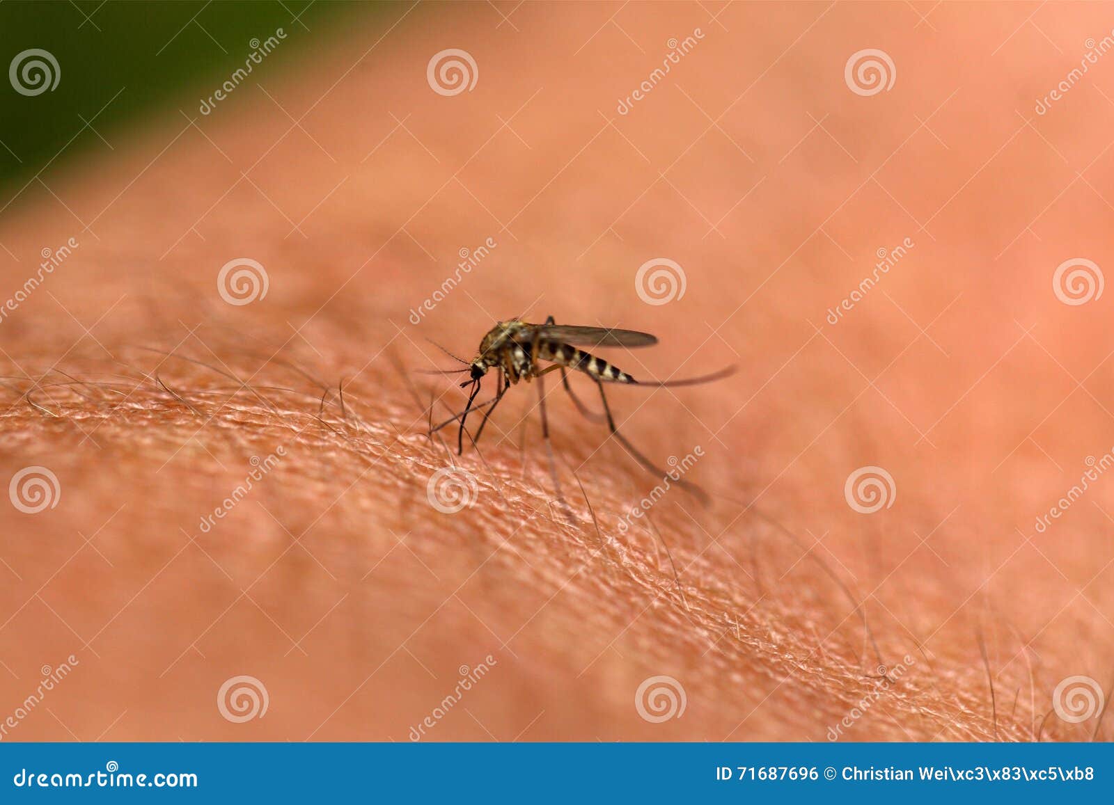 Saugendes Blut Des Moskitos Stockfoto - Bild von infektion, fliege ...