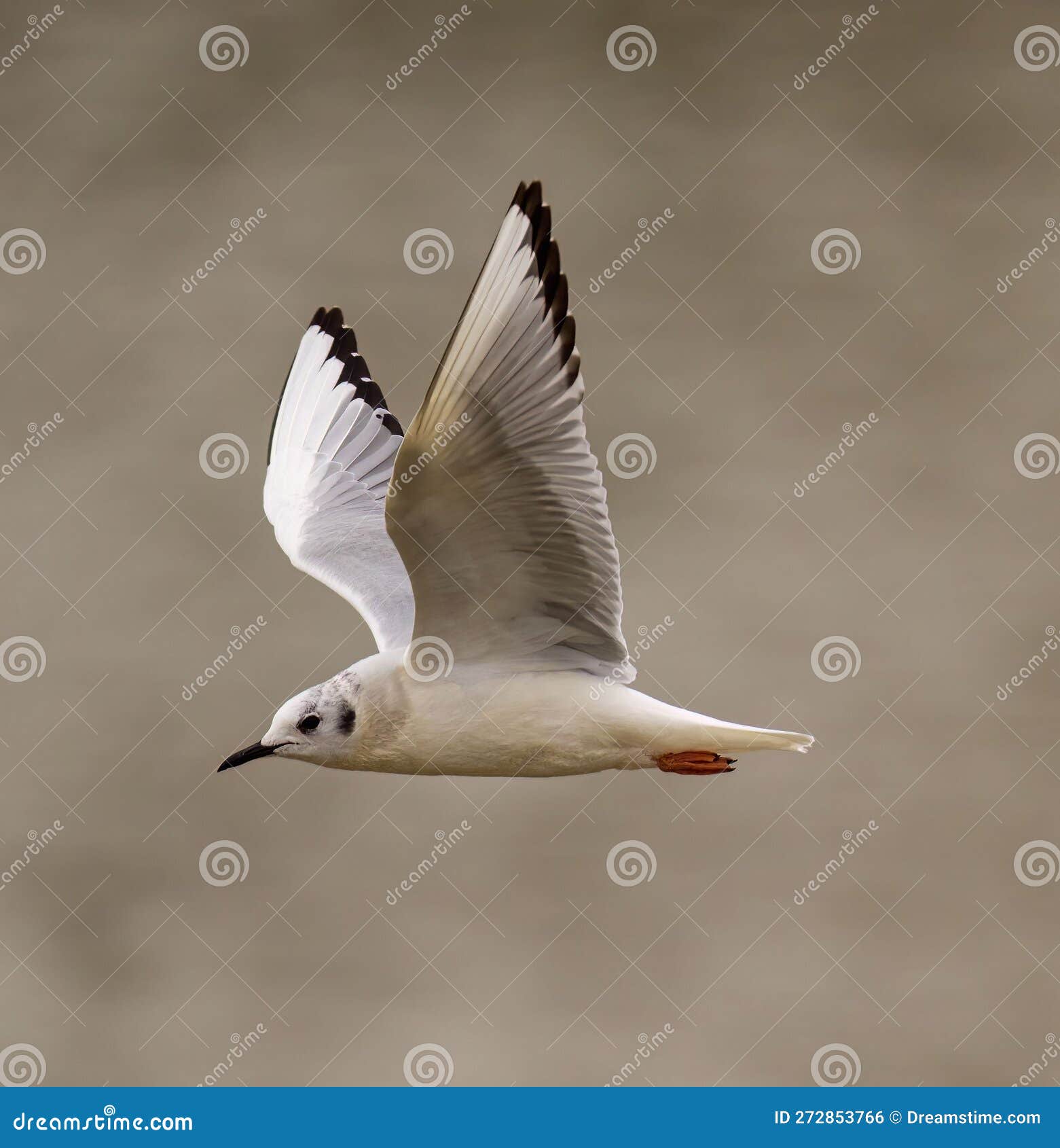 Saunders S Gull Bird Soaring through the Sky Stock Photo - Image of majestic, clouds: 272853766