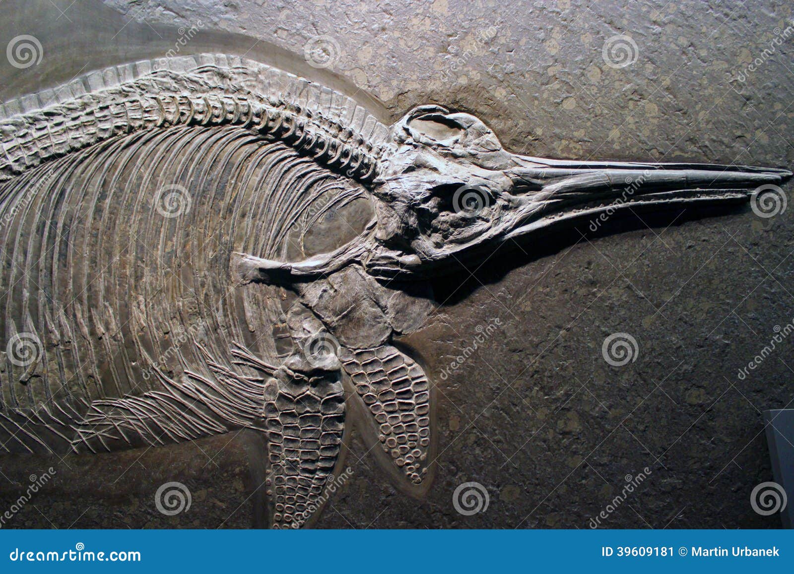 Ichthyosaurus Fotos - Libres de Derechos y Gratuitas de Dreamstime