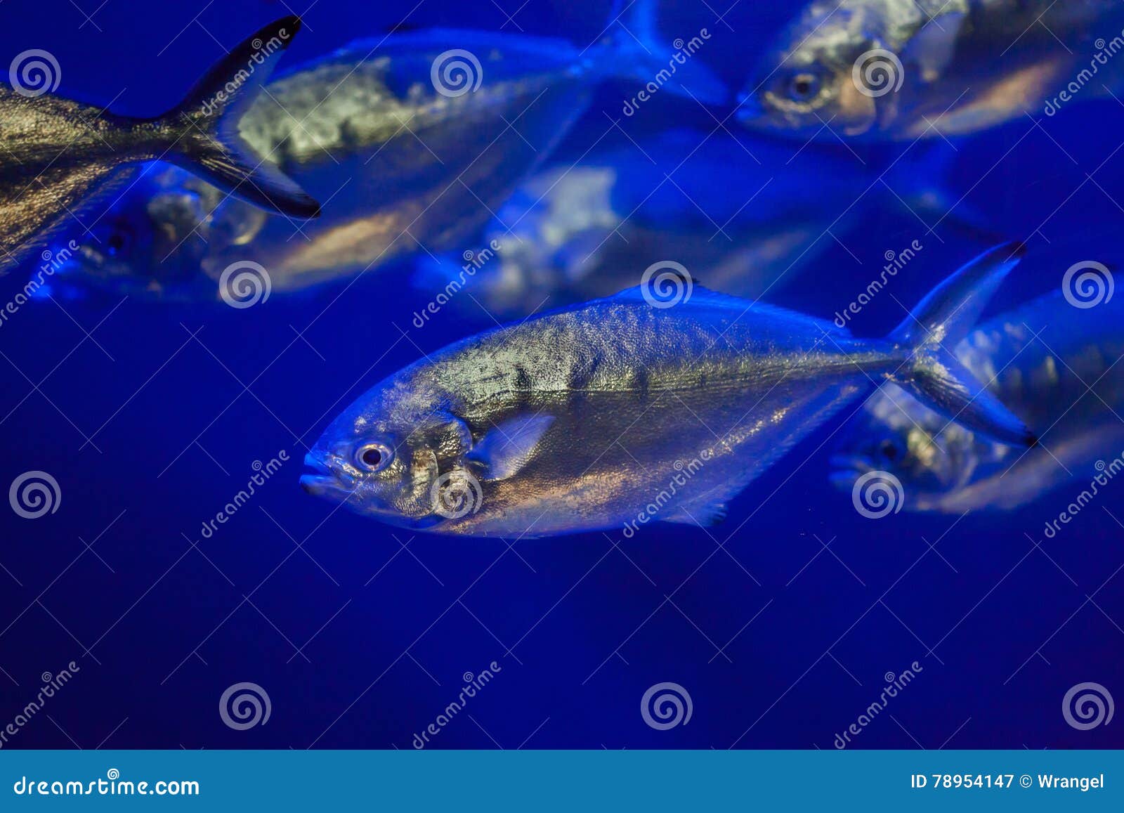Saurels Atlantiques Et X28 ; Trachurus& X29 De Trachurus ; Image stock ...