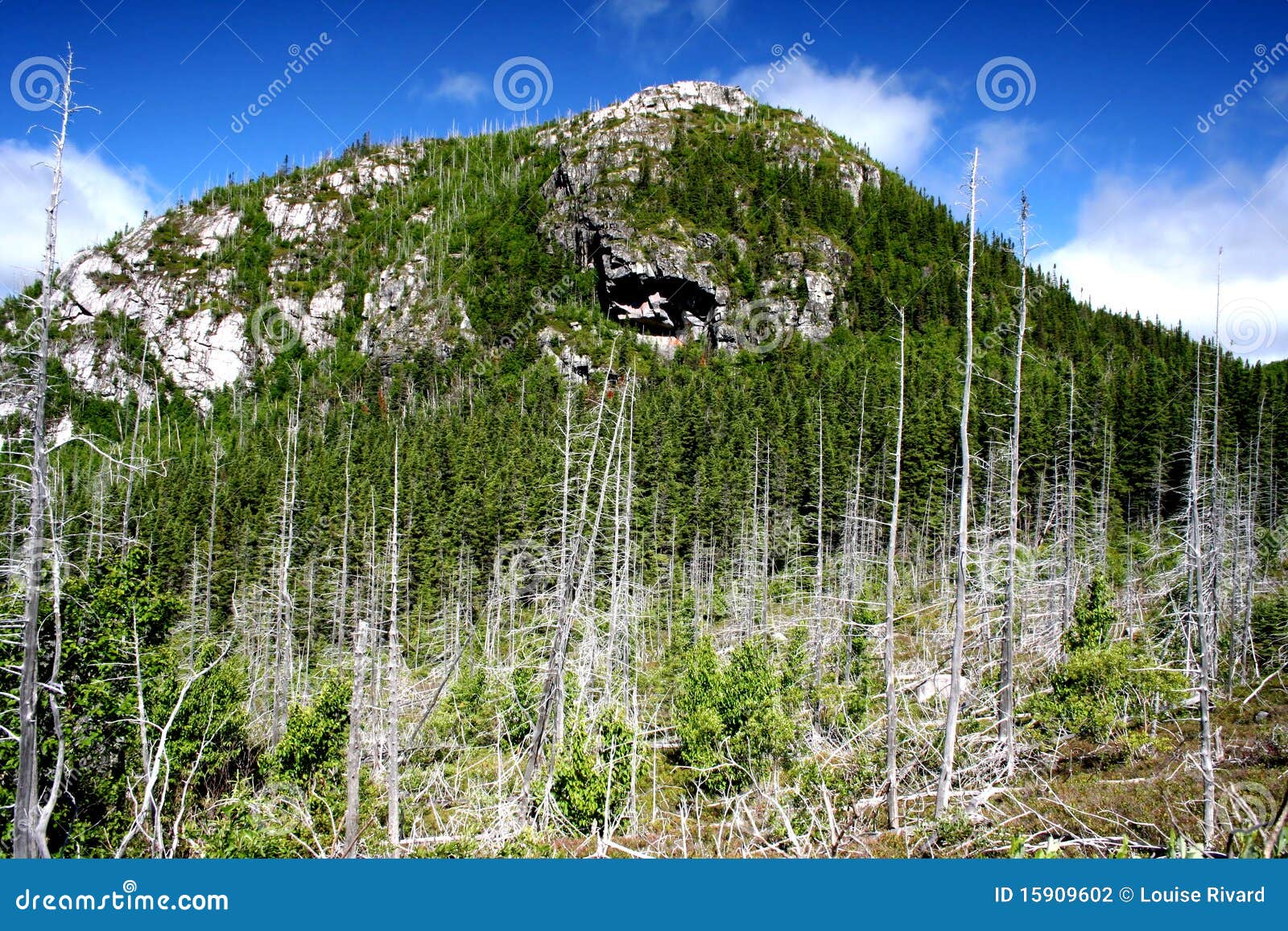Saurer Regen stockfoto. Bild von zerstören, park, umgebung - 15909602