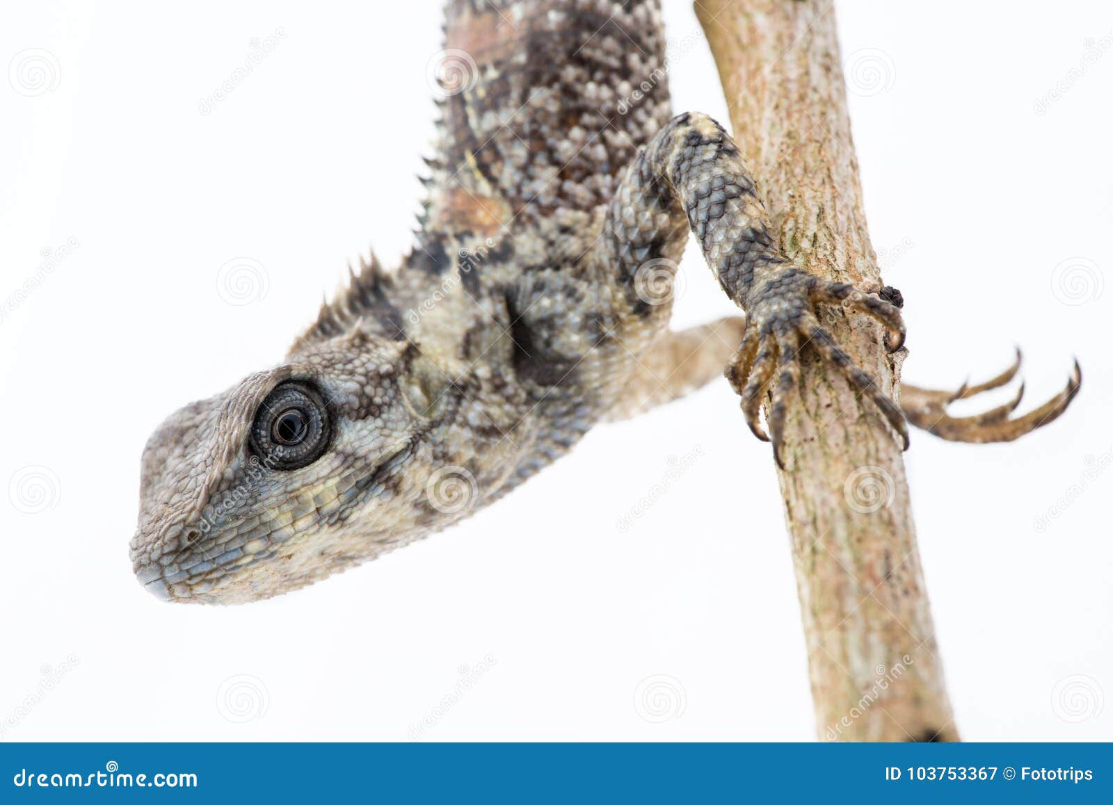 Sauria De Lacertilia No Fundo Branco Imagem de Stock - Imagem de animal ...