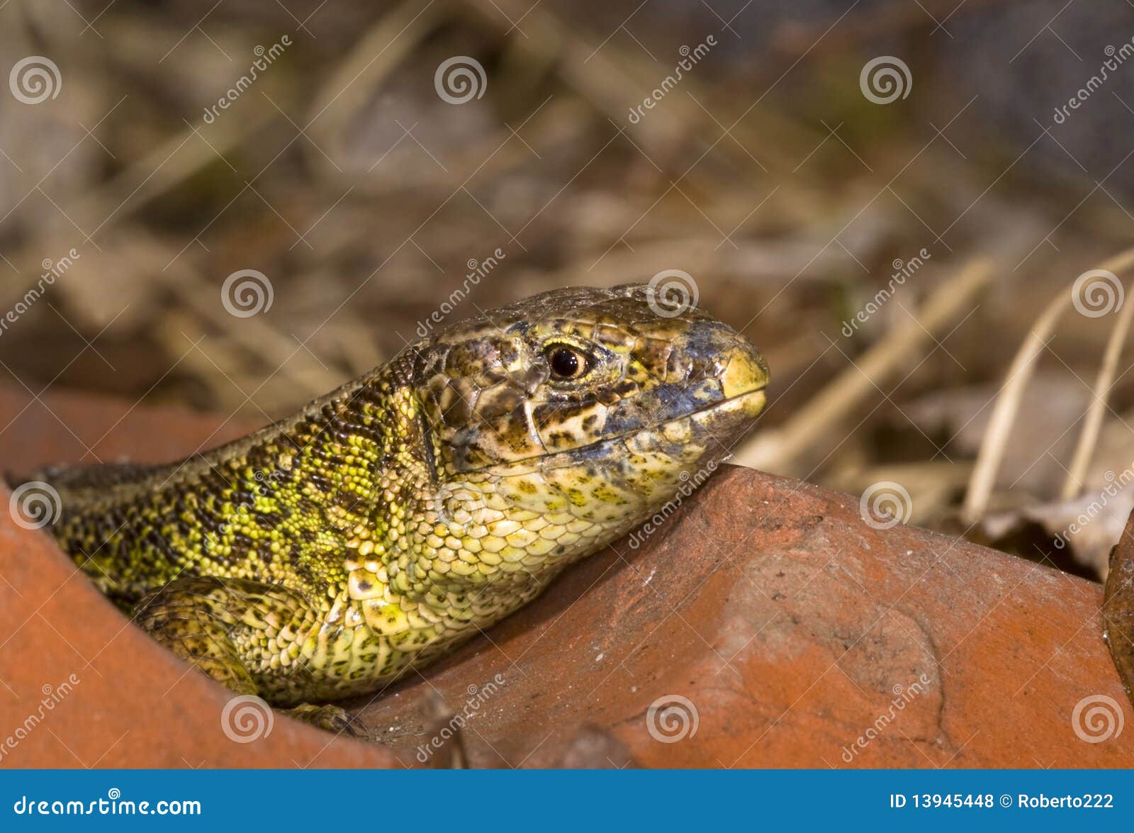 Saurian stock photo. Image of animals, amphibians, amphibian - 13945448