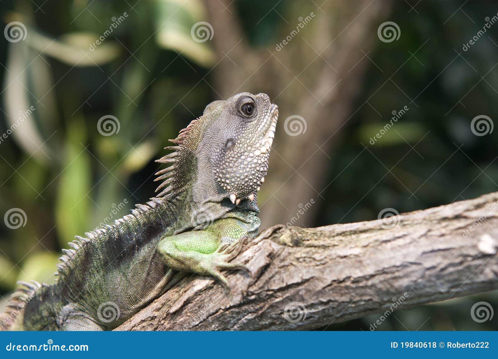 Saurian stock photo. Image of saurian, portrait, reptile - 19840618
