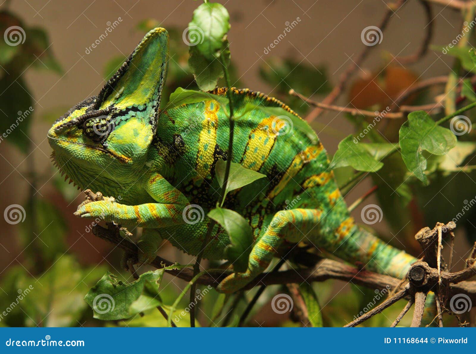 Saurio verde y amarillo foto de archivo. Imagen de animal - 11168644