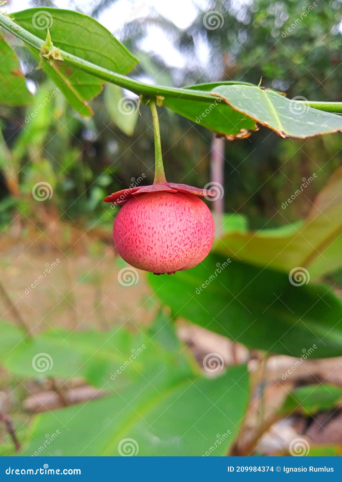 Fruit Of Sauropus Androgynus Stock Photo | CartoonDealer.com #149232570
