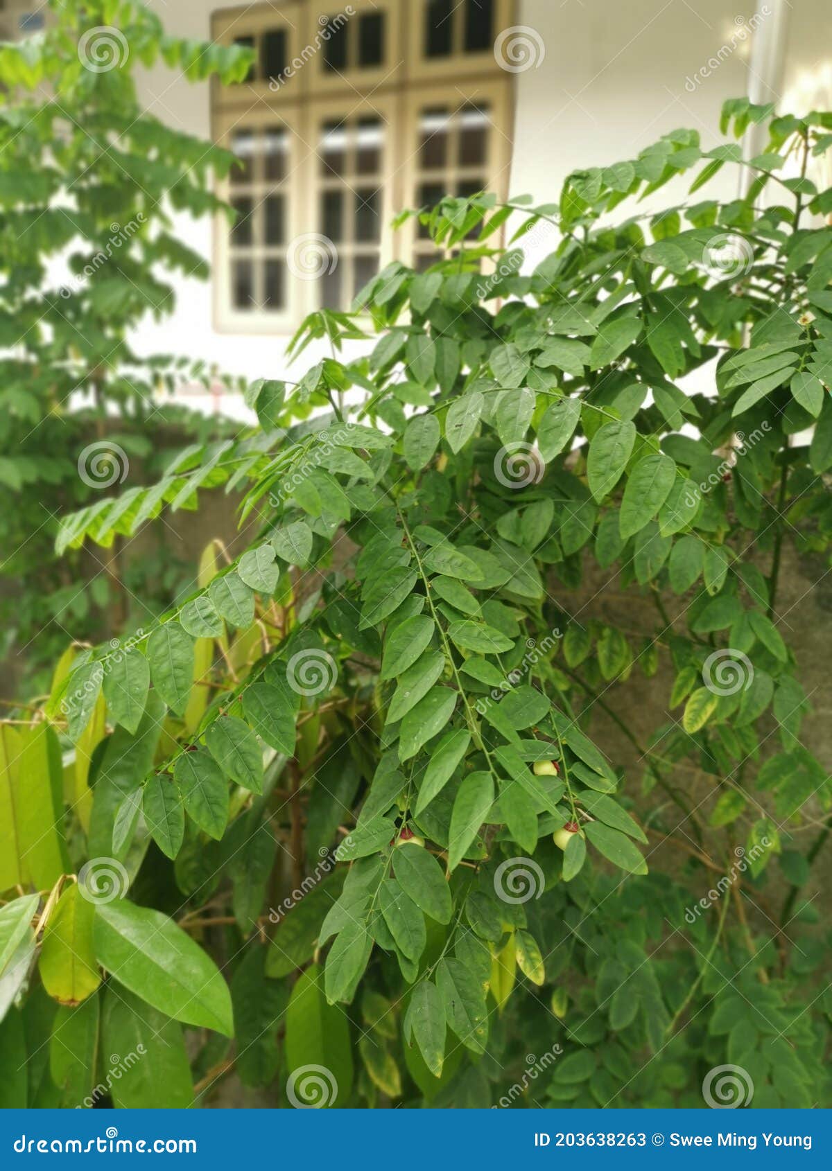 Sauropus Androgynus, Also Known As Katuk, Star Gooseberry Stock Image ...