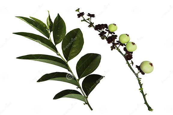 Sauropus androgynus stock photo. Image of plant, fruit - 51835230