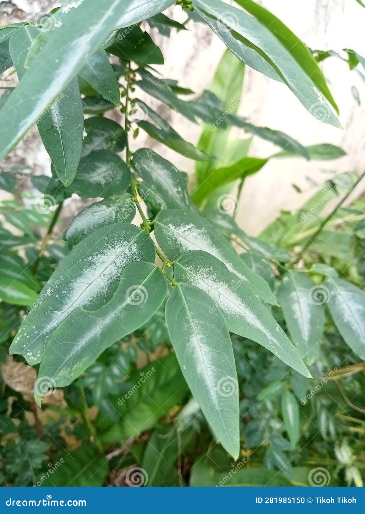 Sauropus Androgynus Katuk Leaf Vegetable? Stock Photo - Image of ...