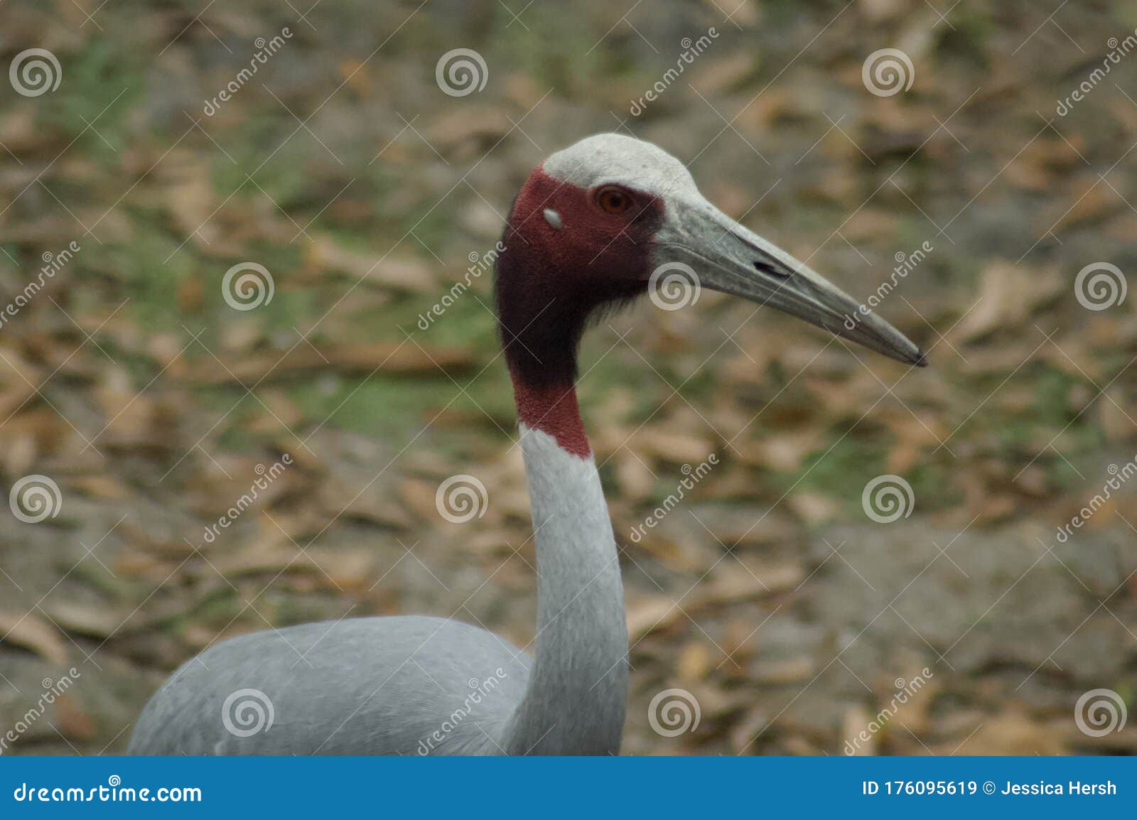 Saurus Crane stock image. Image of animal, flighted - 176095619