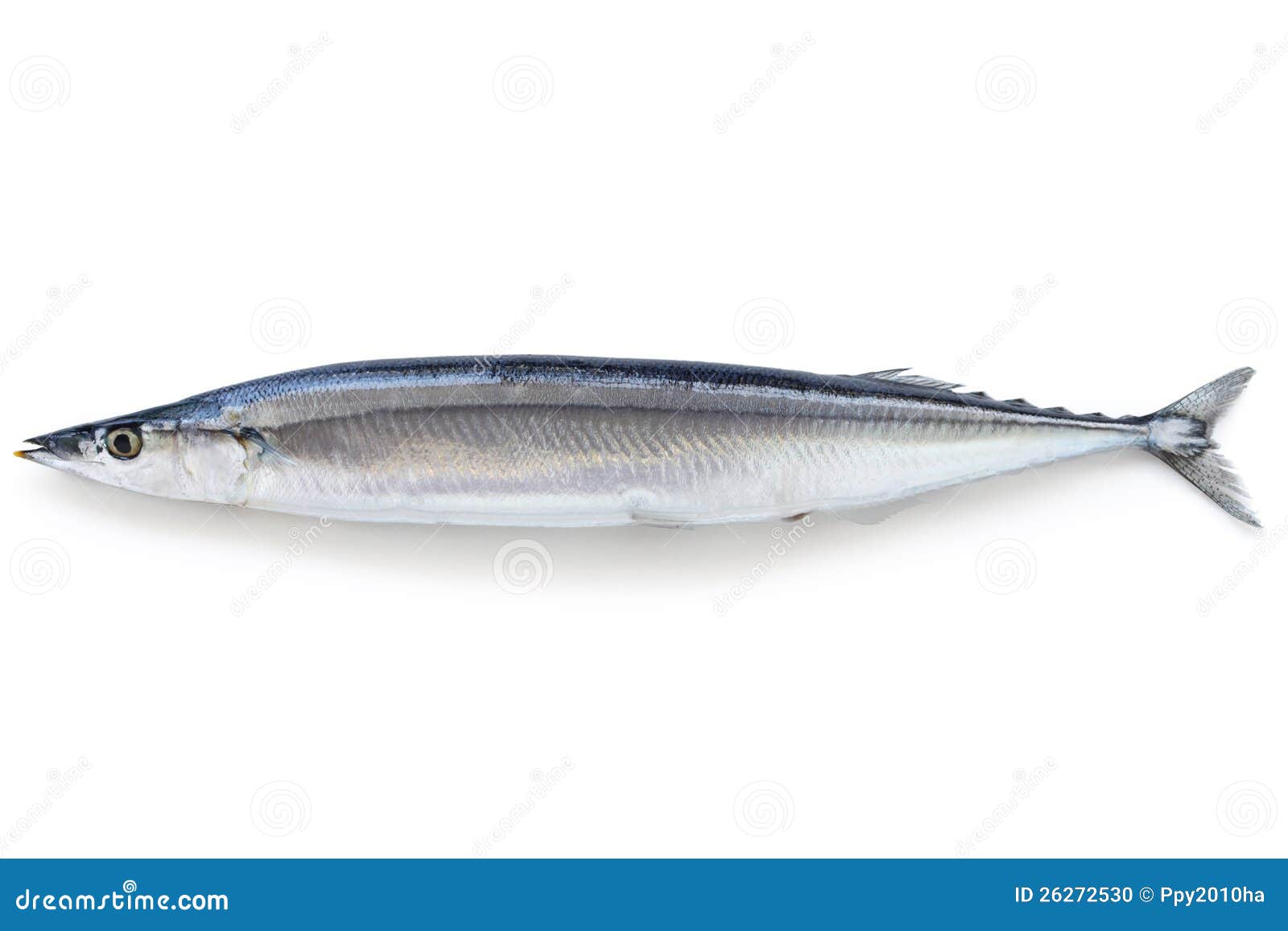 Saury stock photo. Image of seafood, isolated, fall, pacific - 26272530