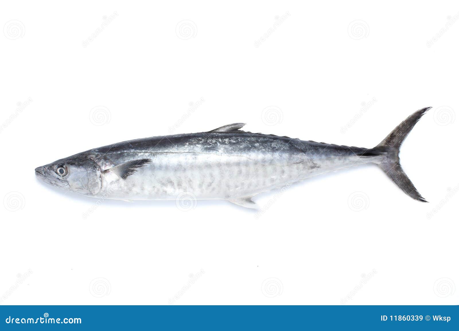 Saury fish stock image. Image of fish, tail, cook, food - 11860339
