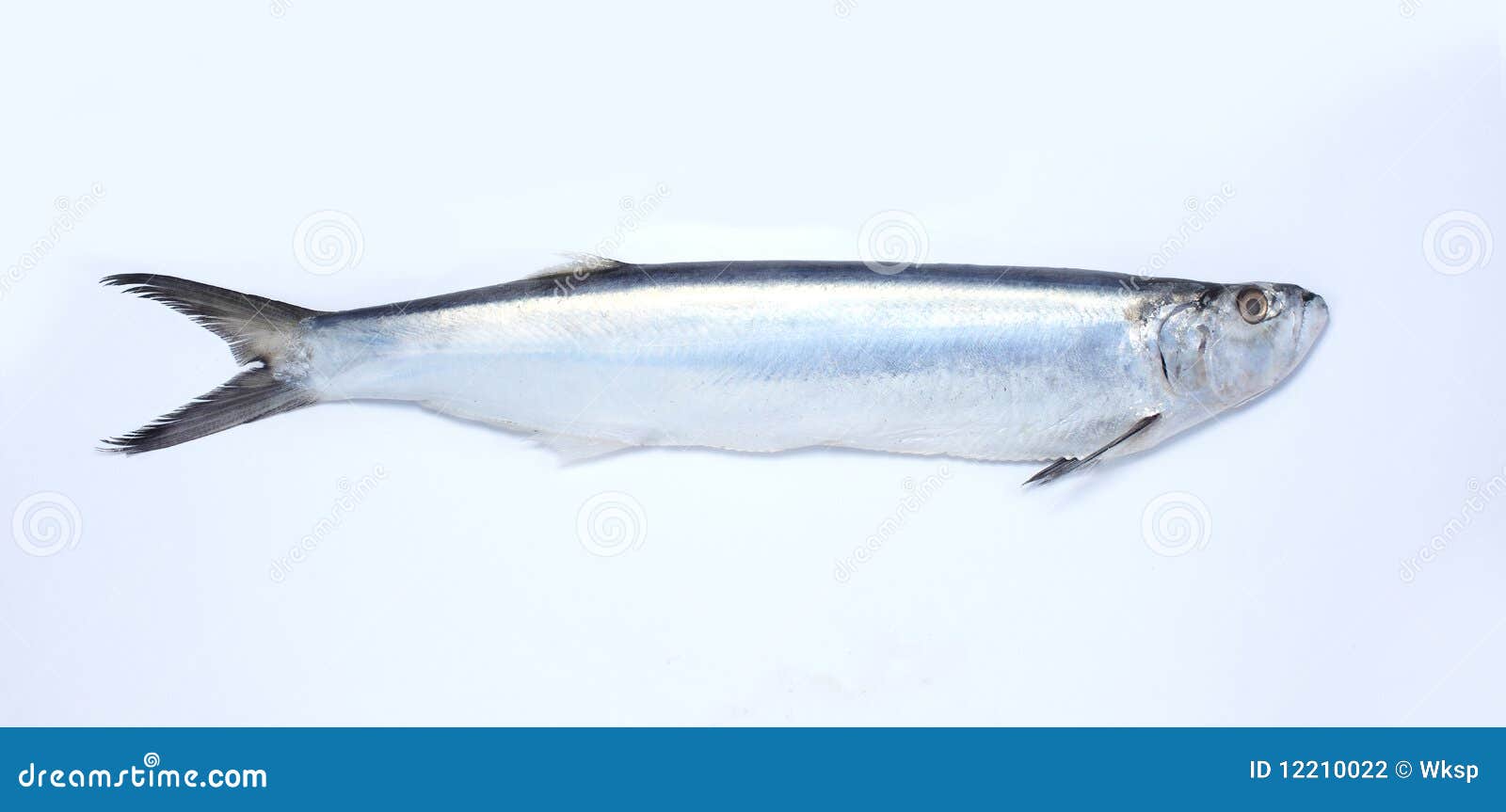 Saury fish stock photo. Image of cuisine, local, food - 12210022