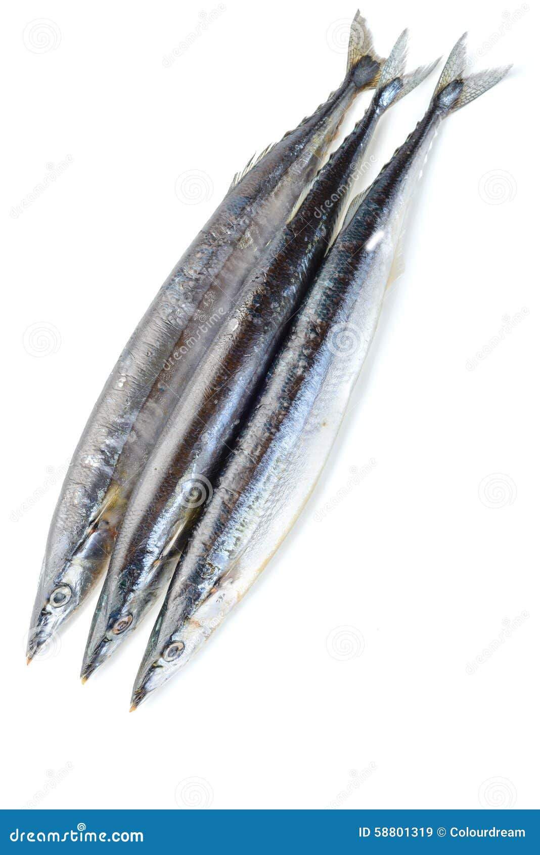 Saury fish stock image. Image of isolated, tail, japanese - 58801319
