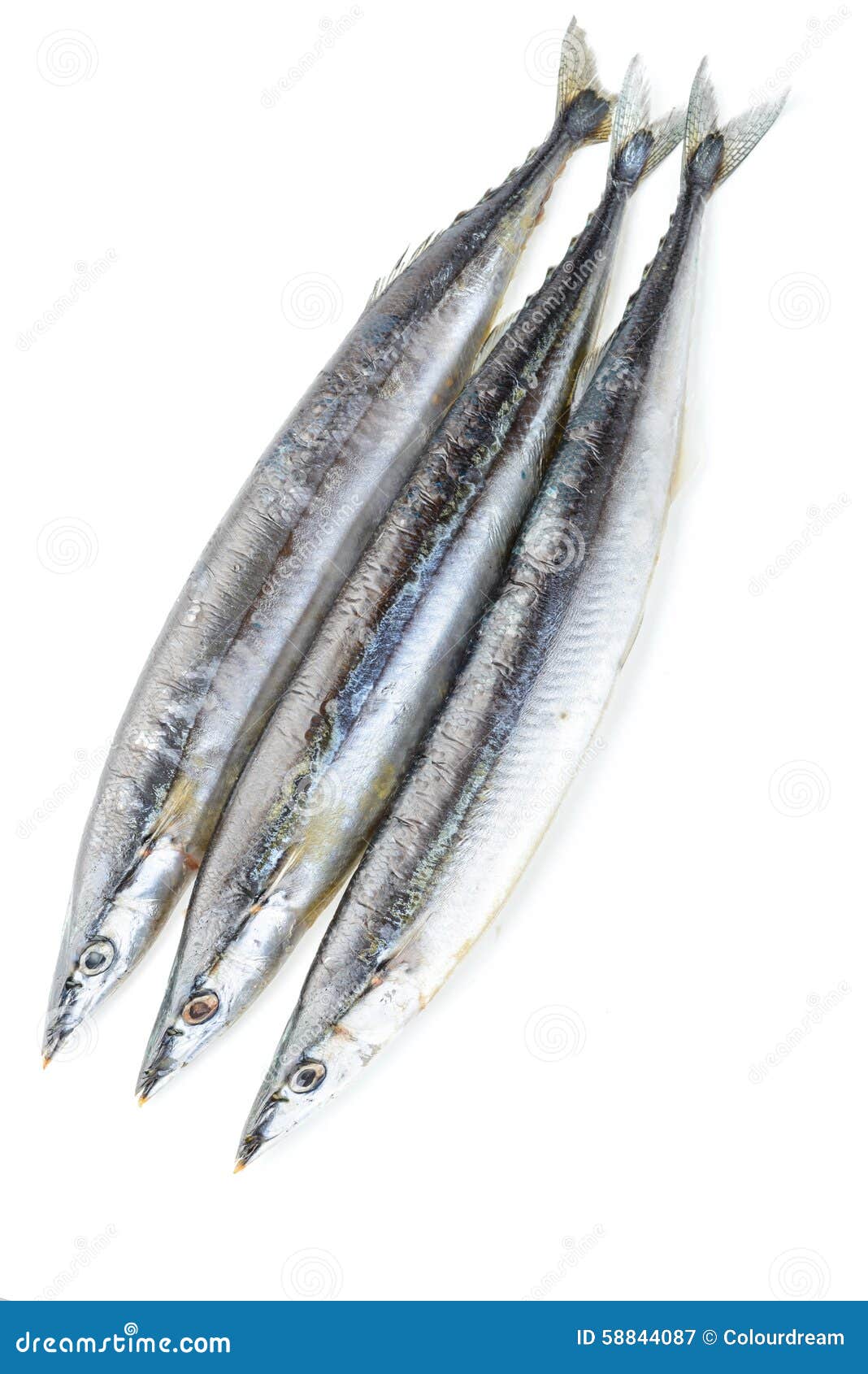 Saury fish stock image. Image of japanese, three, fish - 58844087
