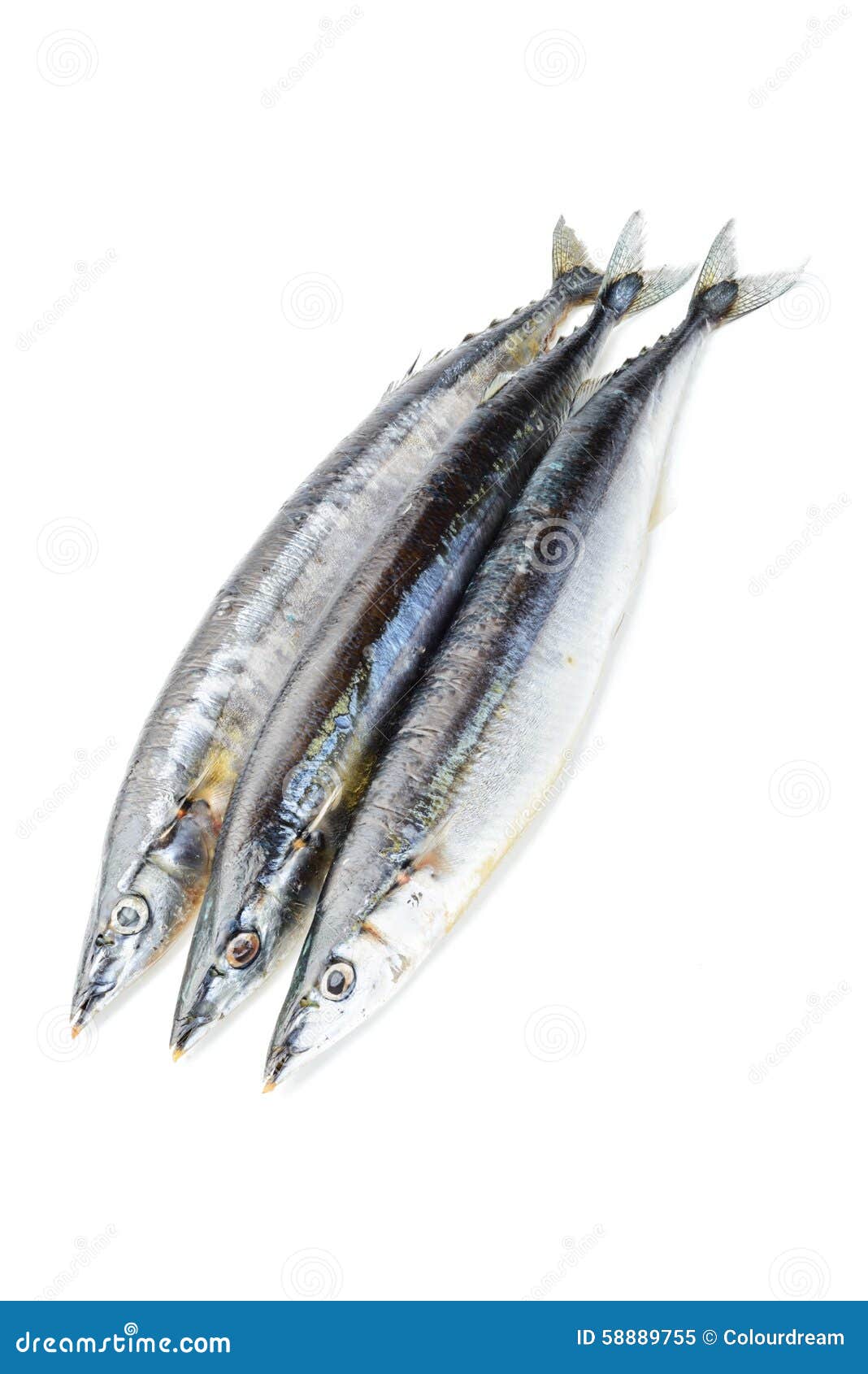 Saury fish stock image. Image of entire, autumn, pacific - 58889755