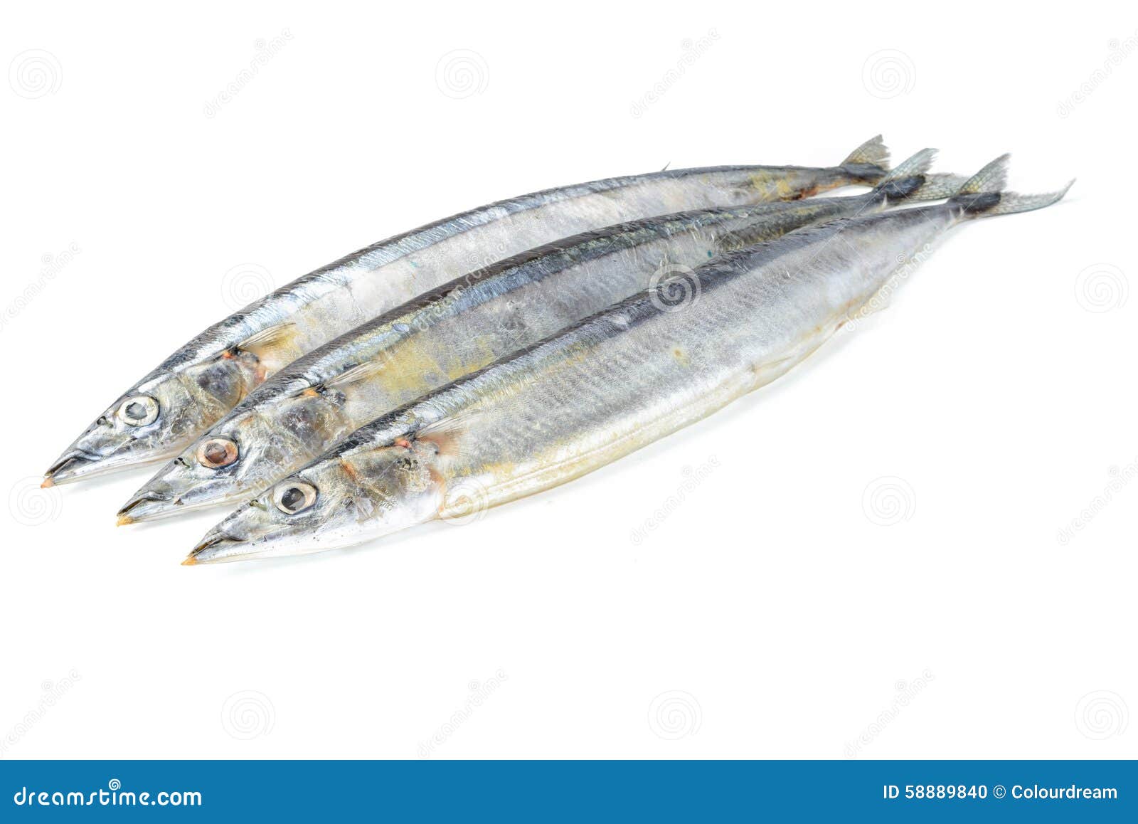 Saury fish stock photo. Image of isolated, saury, three - 58889840