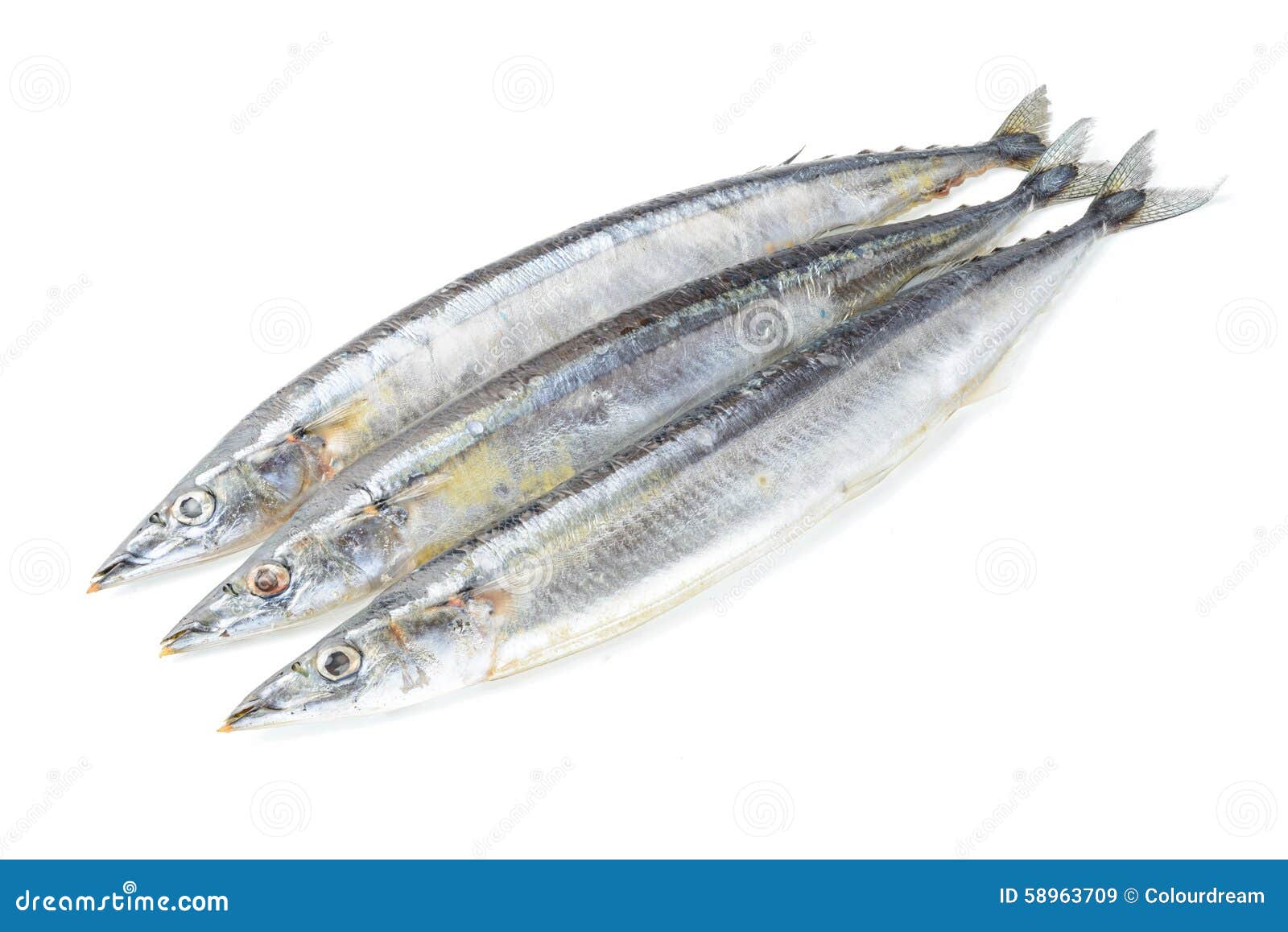 Saury Fish Royalty-Free Stock Image | CartoonDealer.com #12210022