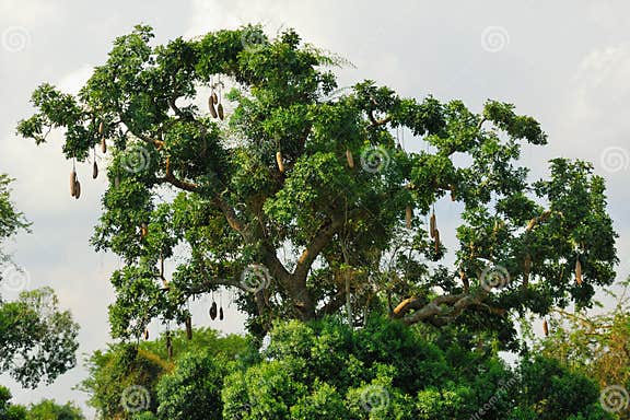 Sausage tree stock photo. Image of flora, wildlife, africa - 24596346