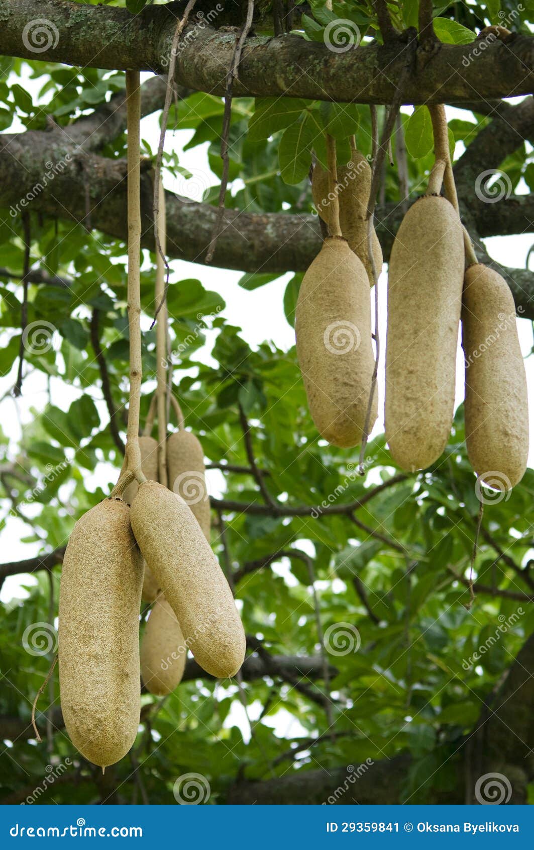 Sausage tree fruit, stock image. Image of green, african - 29359841