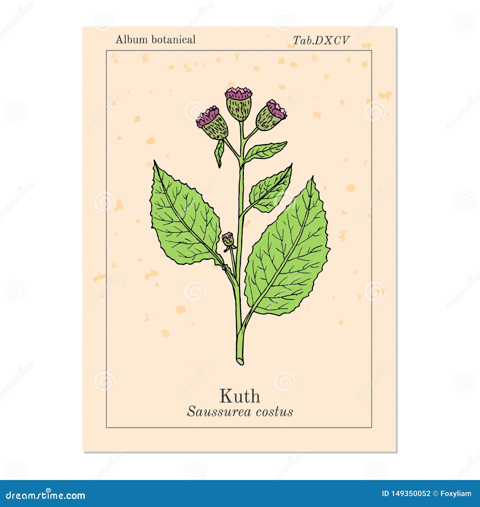 Saussurea Costus, or Kuth, Medicinal Plant Stock Vector - Illustration ...