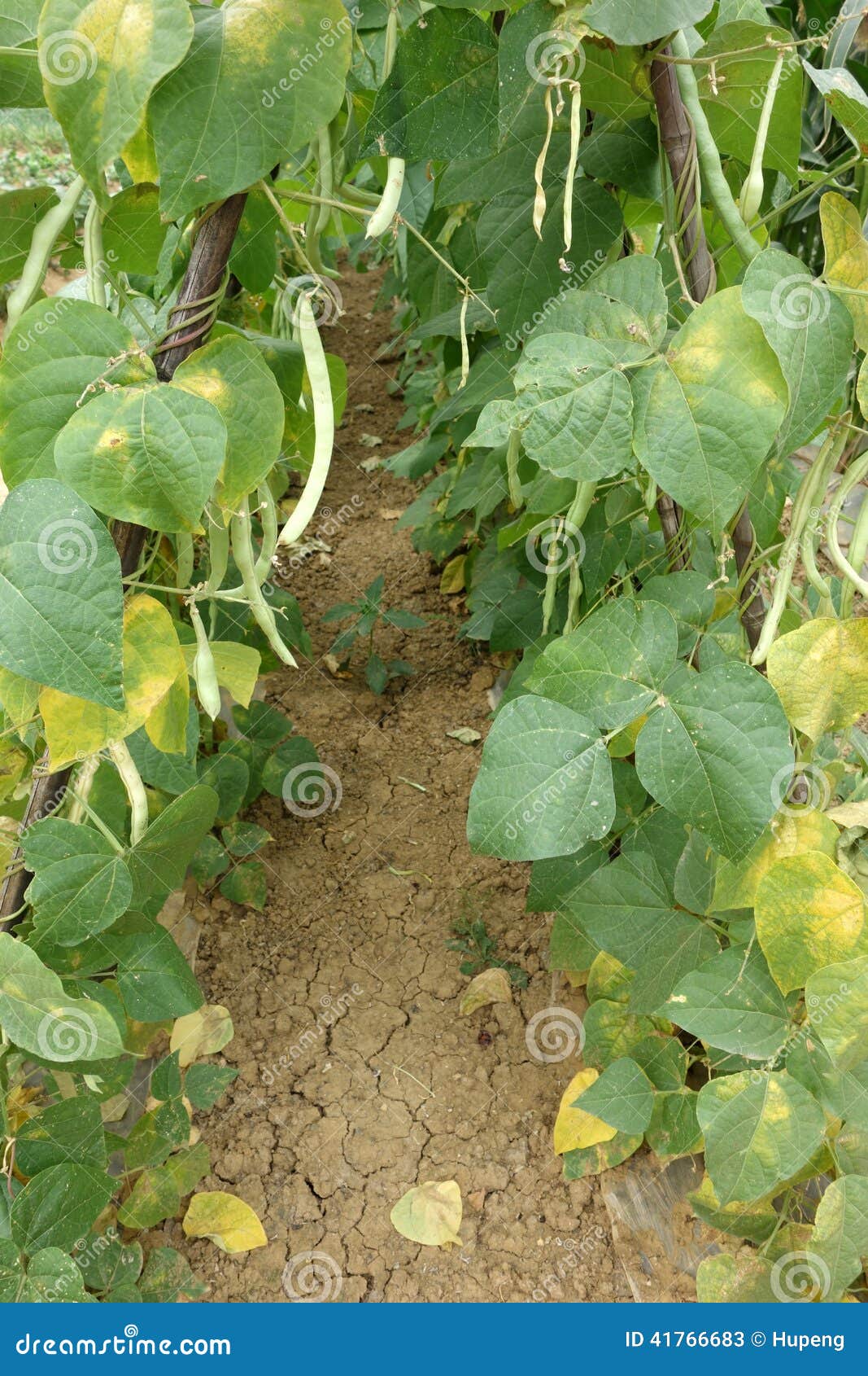 Sauteed Green Beans fields stock image. Image of fruit - 41766683