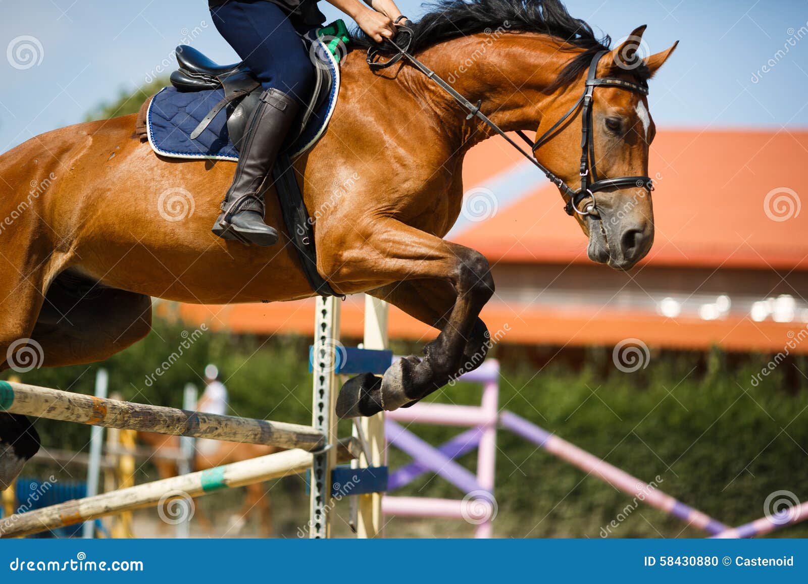 Sauter De Cavalier De Cheval Photo stock - Image du brun, beau: 58430880