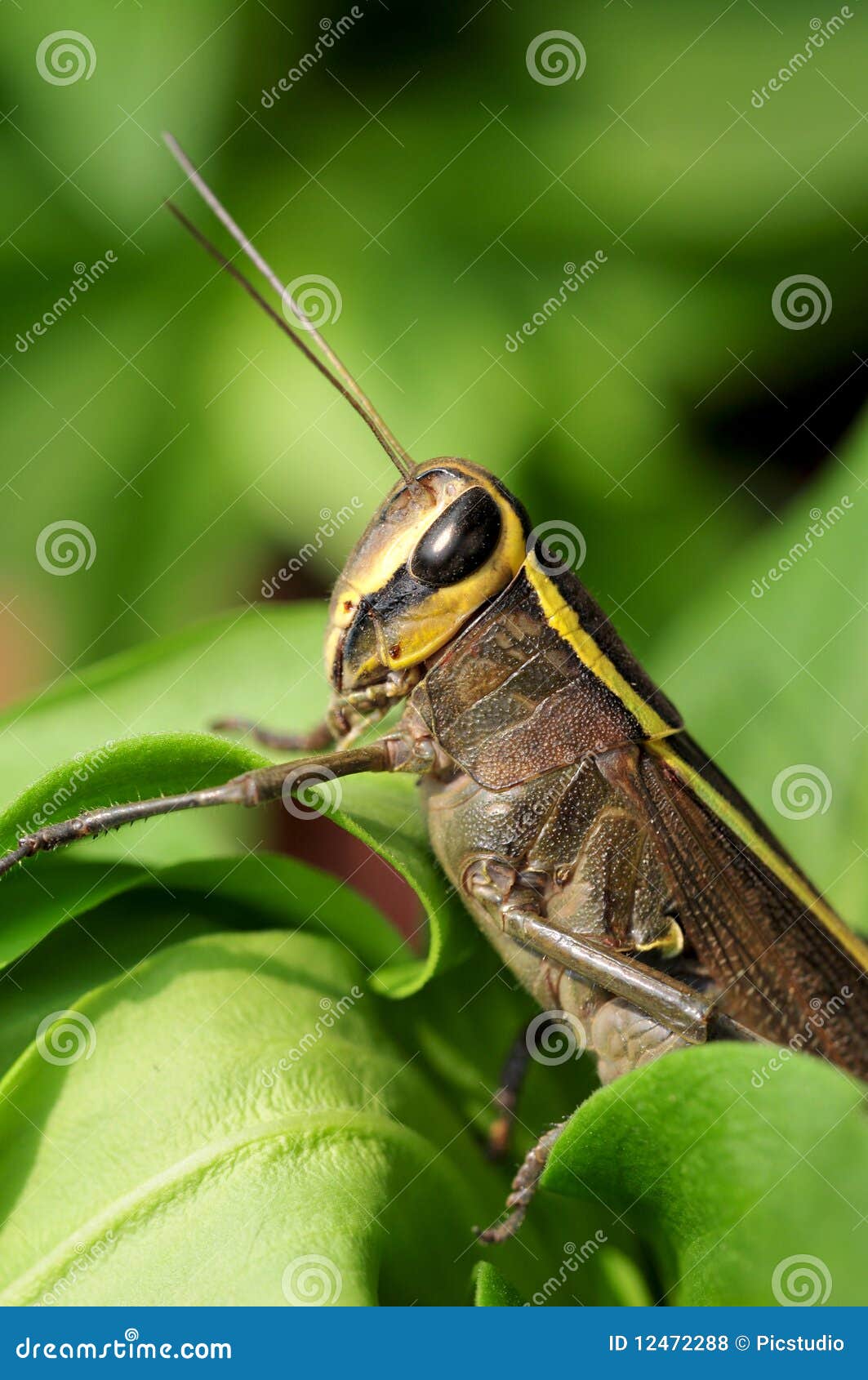 1,562 Photos de Insecte Cornes - Photos de stock gratuites et libres de ...