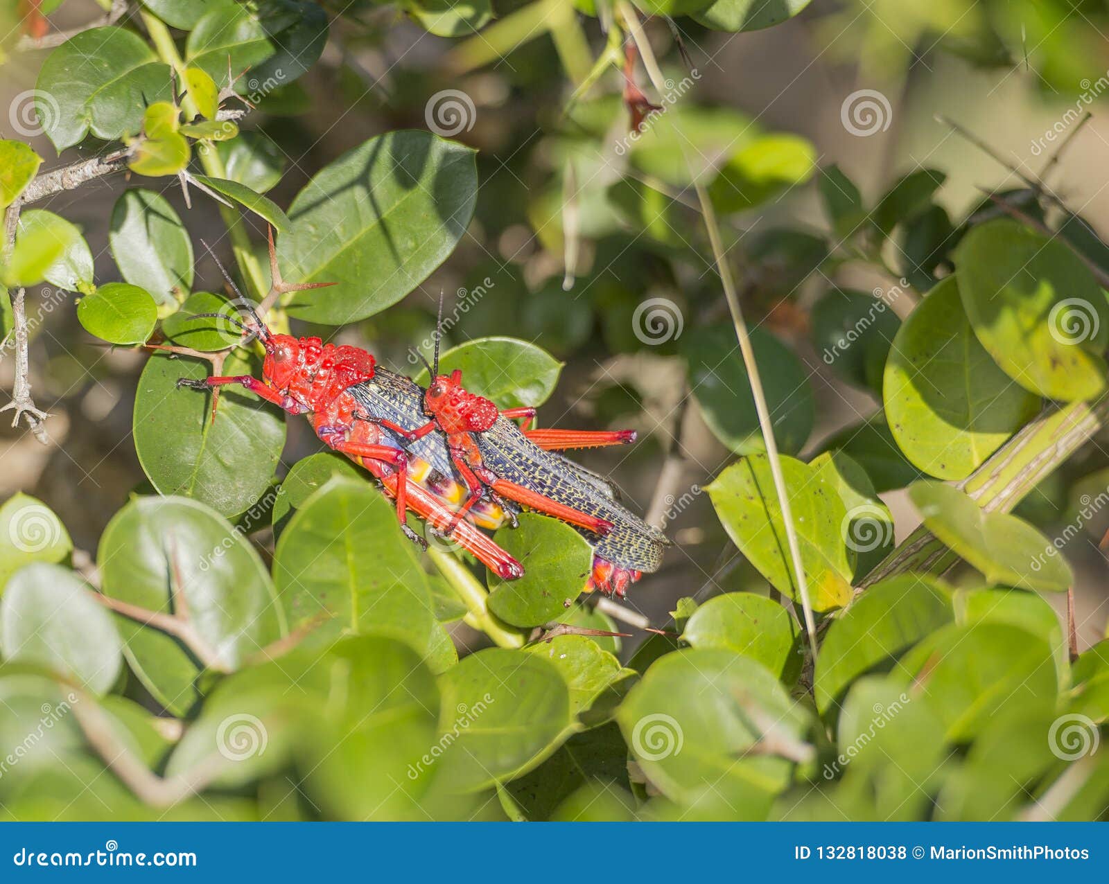 Sauterelles Toxiques Rouges De Accouplement De Milkweed Photo stock ...
