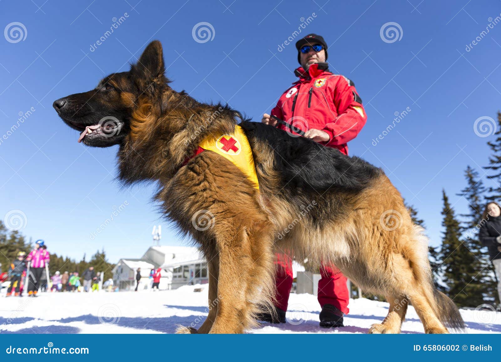 Sauveur De Croix-Rouge Avec Son Chien Photographie éditorial - Image du ...