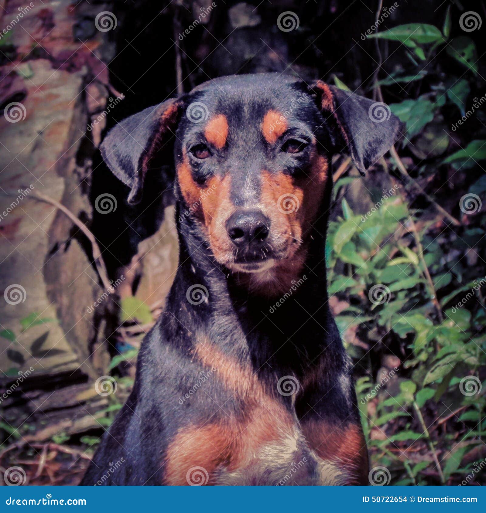 Savage Dog stock photo. Image of woods, brown, dogs, black - 50722654