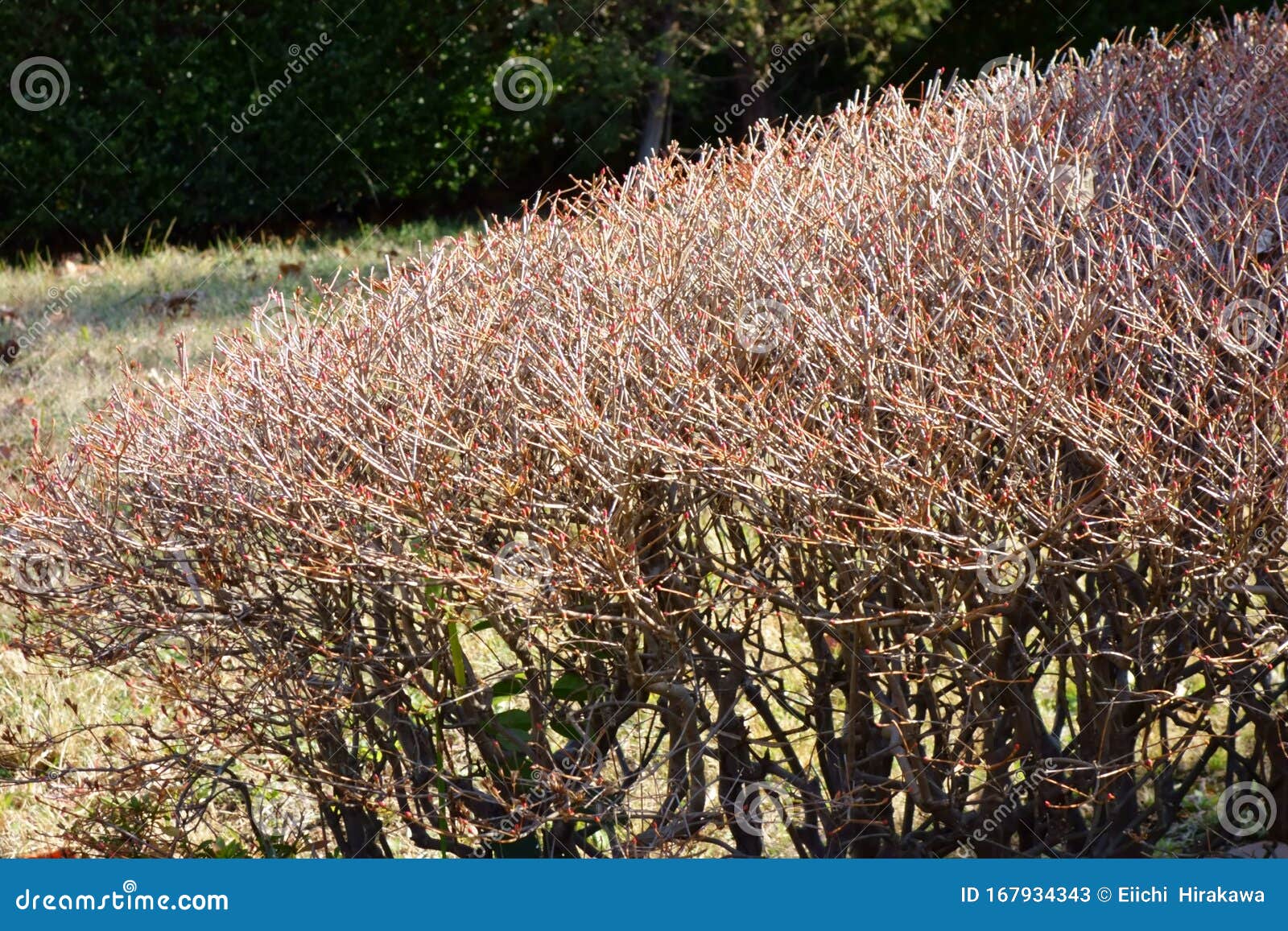 Rough shrub branches stock image. Image of bush, landscape - 167934343