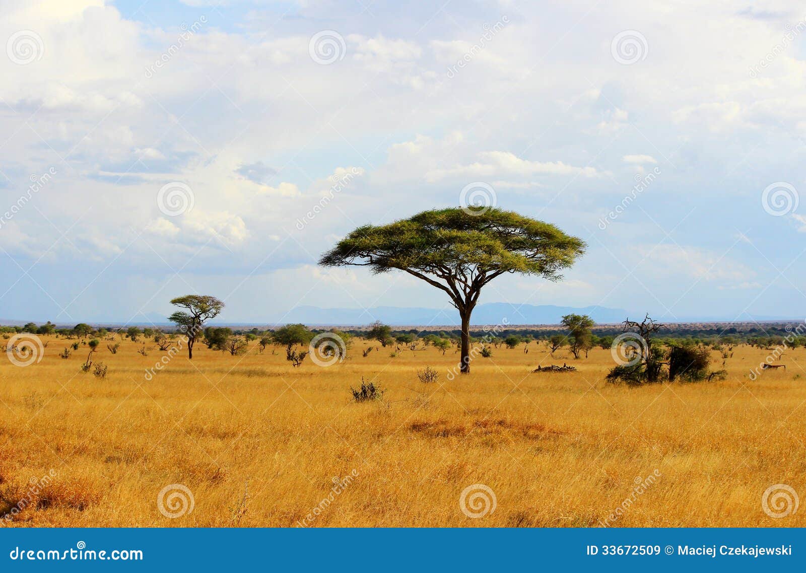 Savana africana immagine stock. Immagine di paesaggio - 33672509