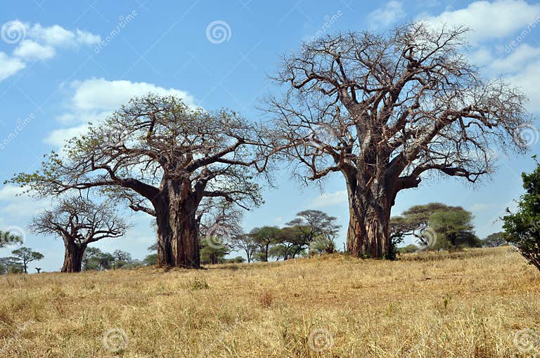 Savana Landscape with Baobabs Stock Image - Image of season, flora ...