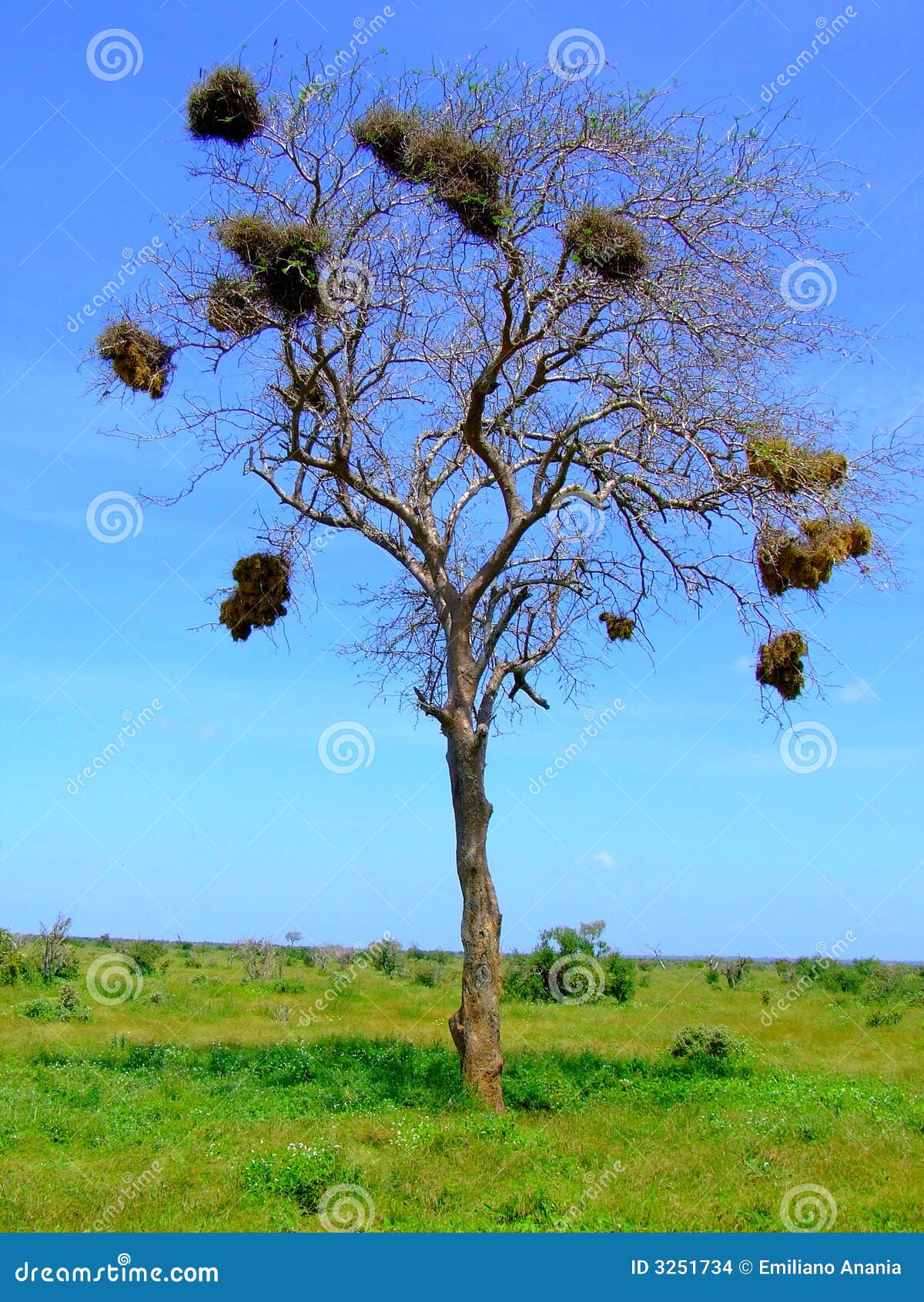 Savana s tree stock photo. Image of meadow, blue, tsavo - 3251734