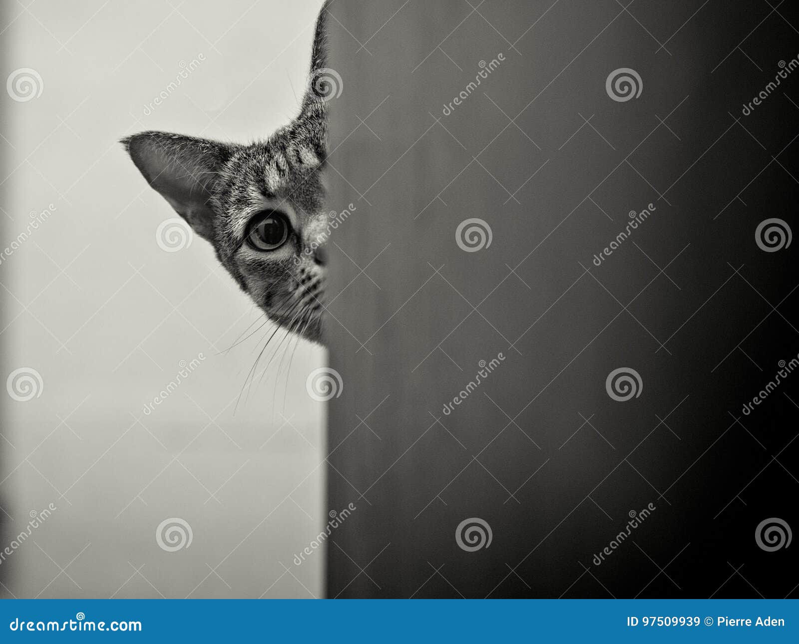 Savanah Cat Peeking Around Corner Stock Image - Image of breed, ears ...