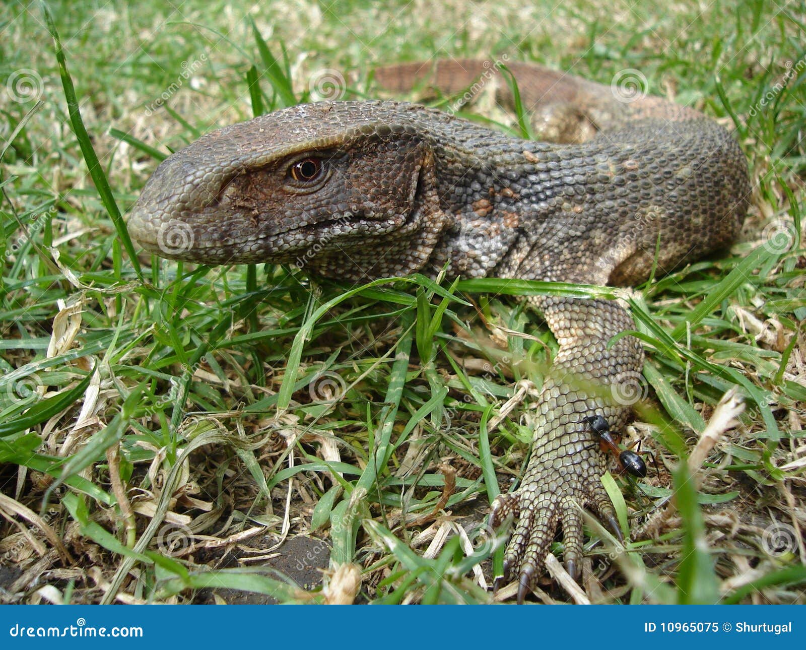 Savanah varanus stock image. Image of animal, herpetology - 10965075