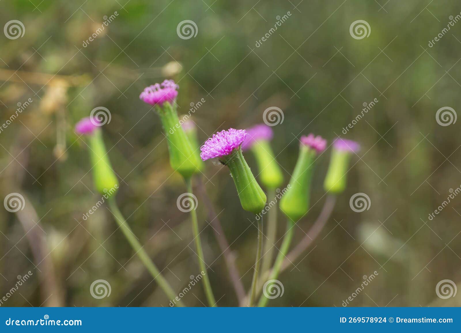 Savanah Wild Flowers, Satara, Maharashtra Stock Photo - Image of thrive ...