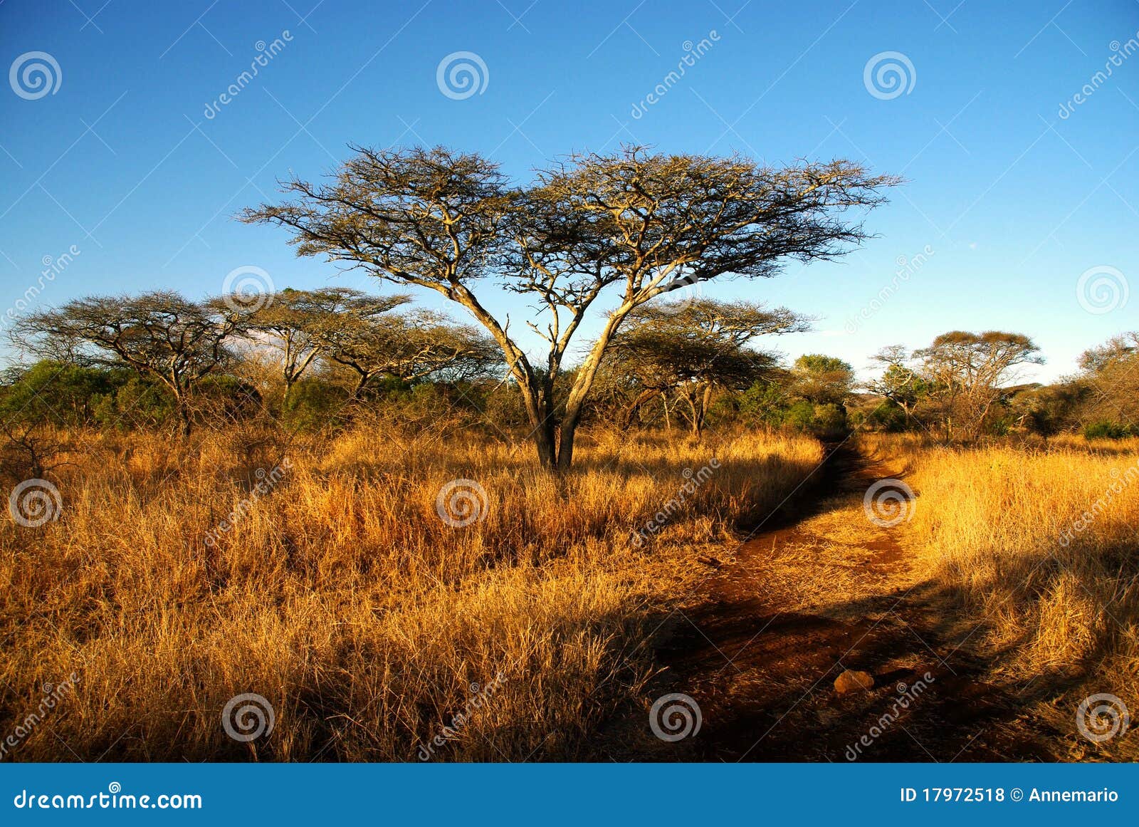 Savanna stock photo. Image of backgrounds, fields, acacias - 17972518