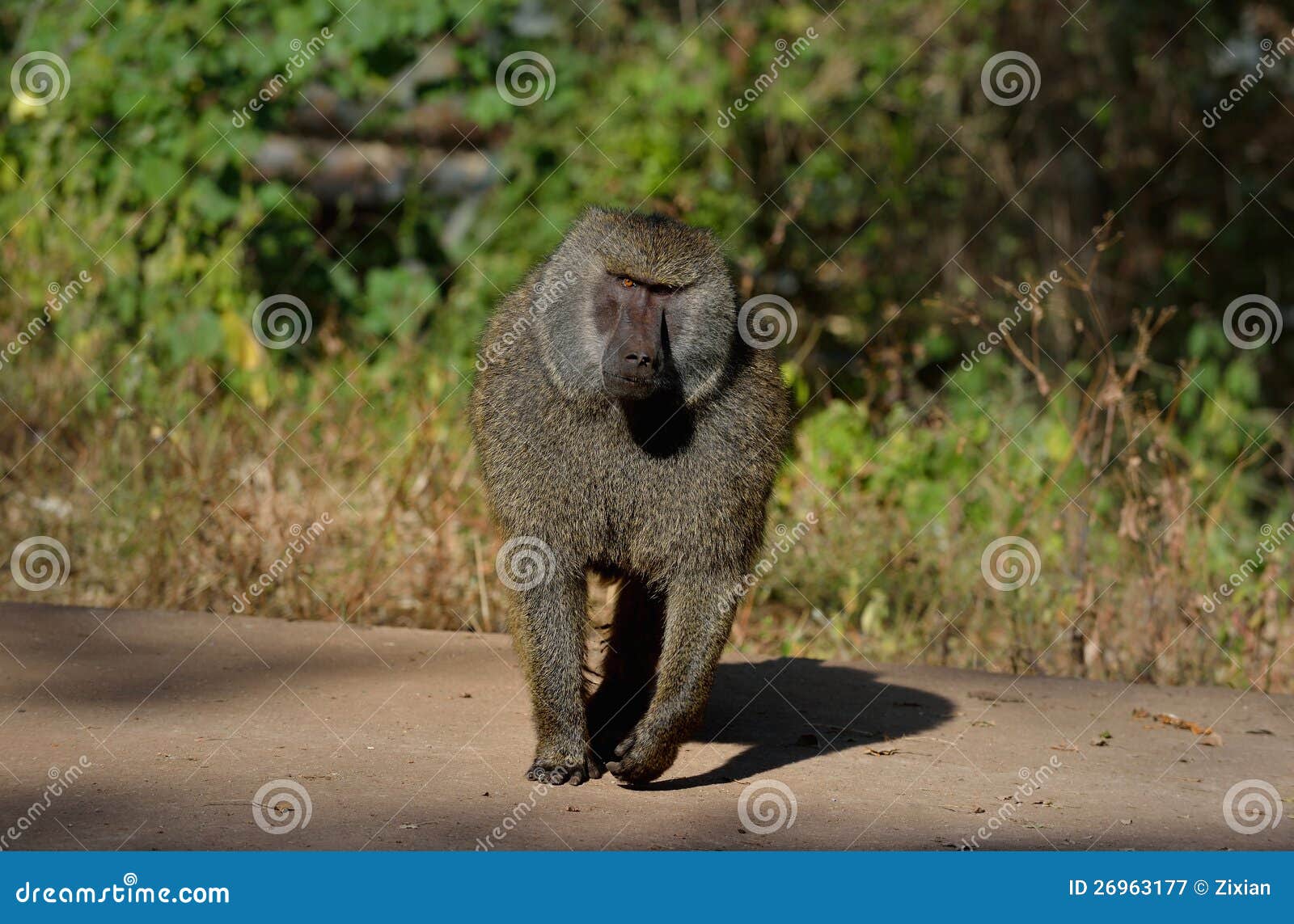 Savanna Baboon walking stock image. Image of animal, race - 26963177