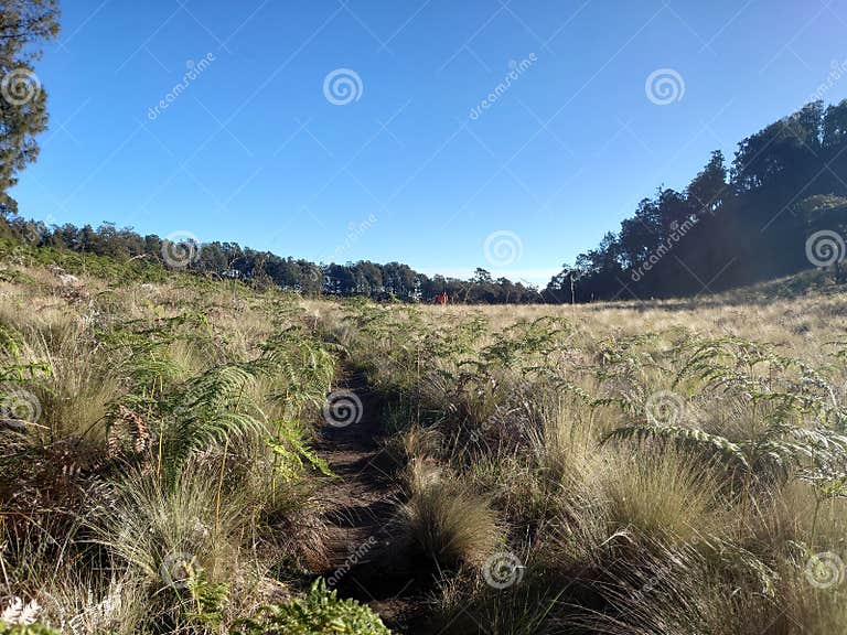 Savanna in buthak mountain stock image. Image of wetland - 281566453