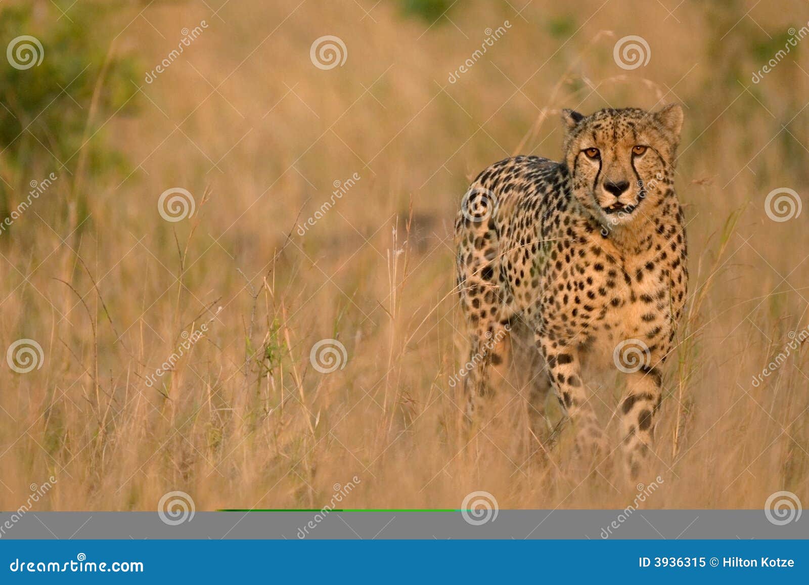 Savanna cheetah stock image. Image of grass, determined - 3936315