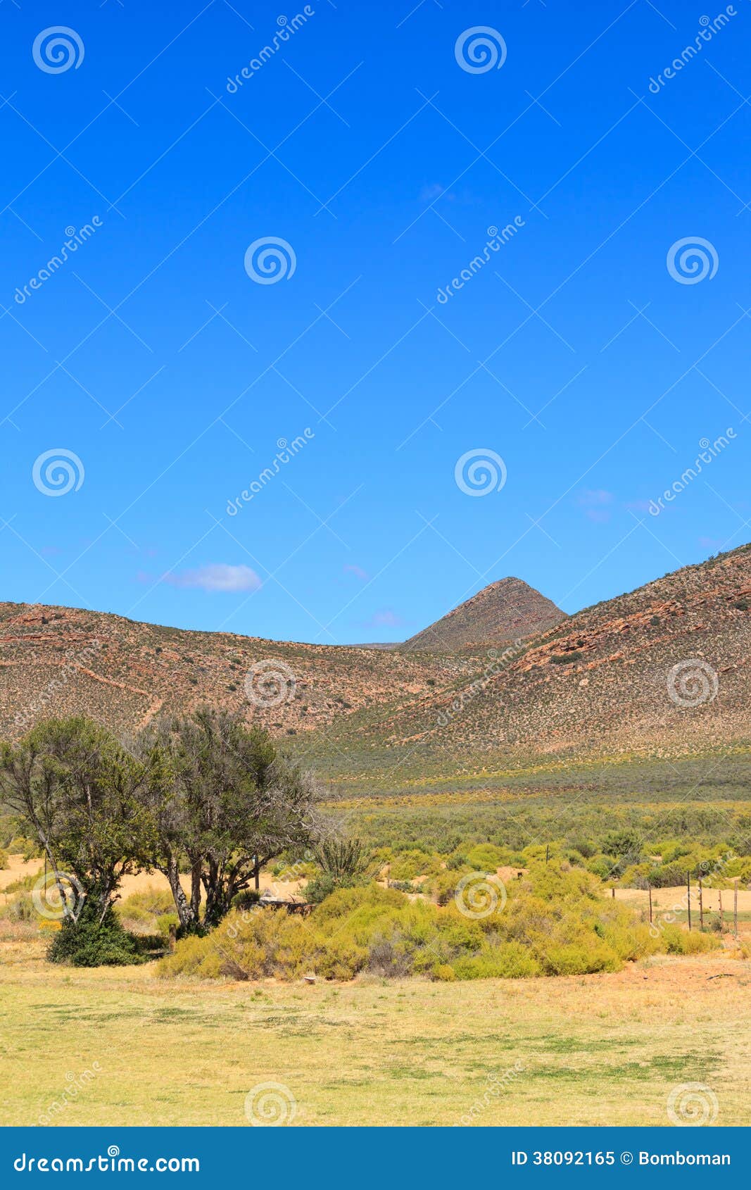 Savanna Forest Landscape in South Africa Stock Image - Image of dirt ...
