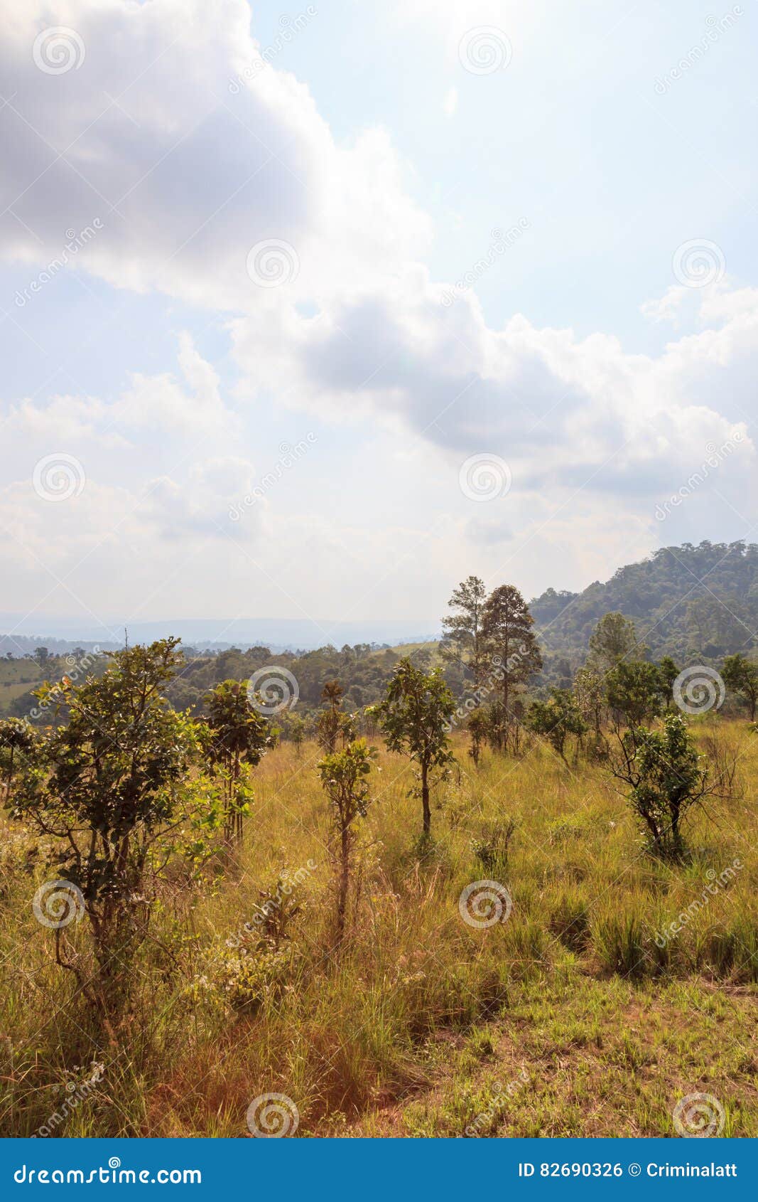Savanna forest with sky stock photo. Image of green, natural - 82690326