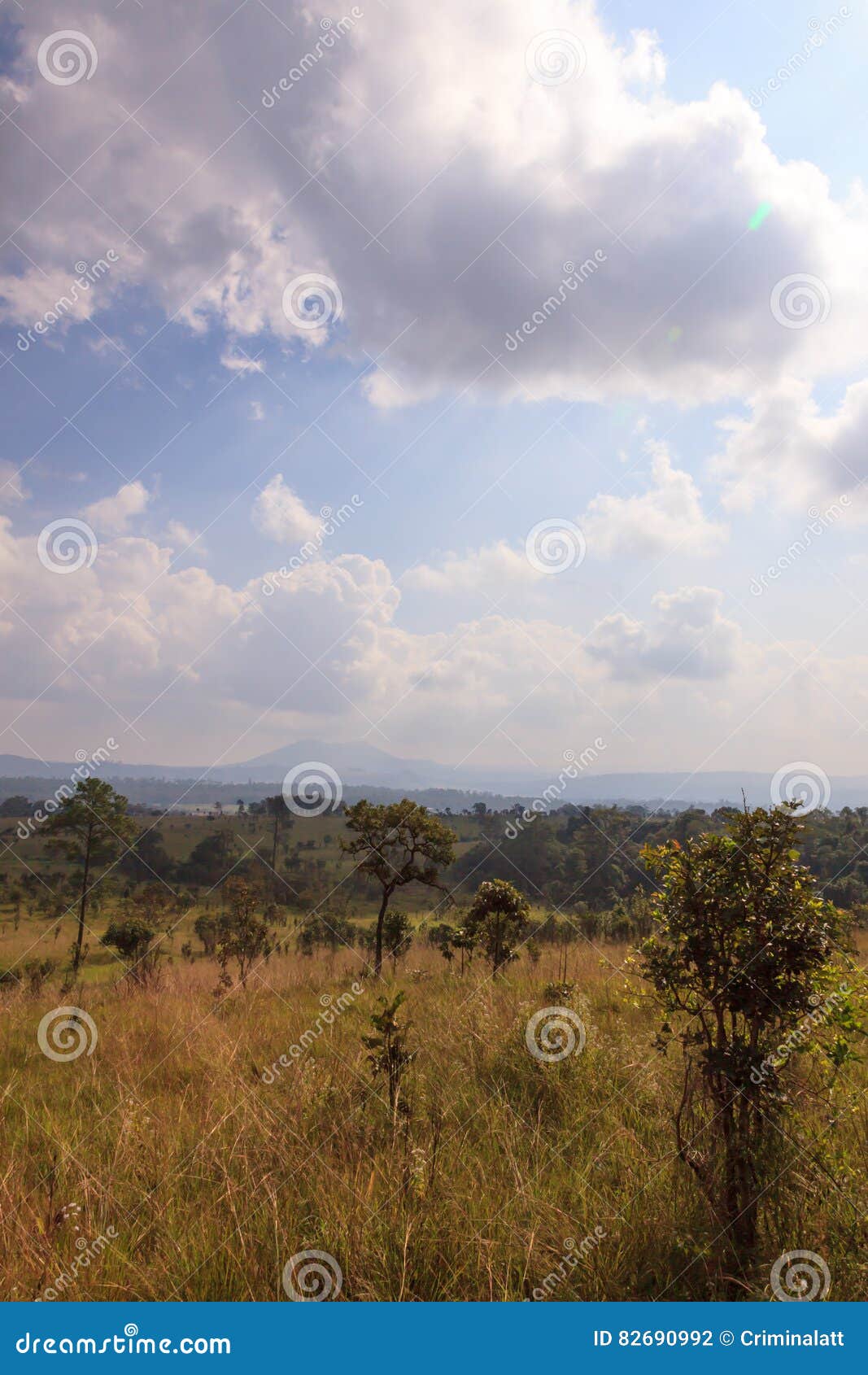 Savanna forest with sky stock photo. Image of countryside - 82690992