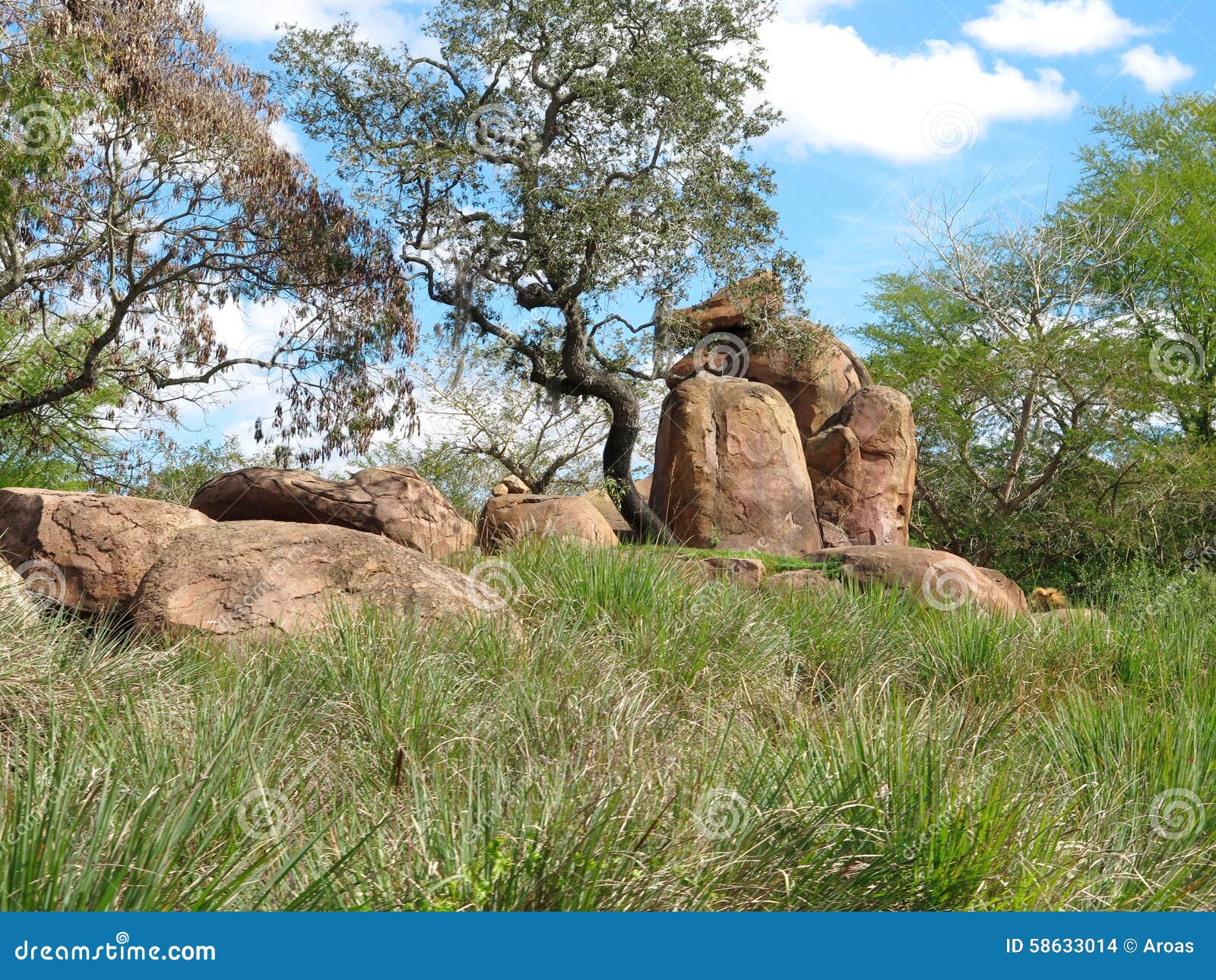 Savanna Landscape and Its Flora Stock Photo - Image of outdoor, savanna ...