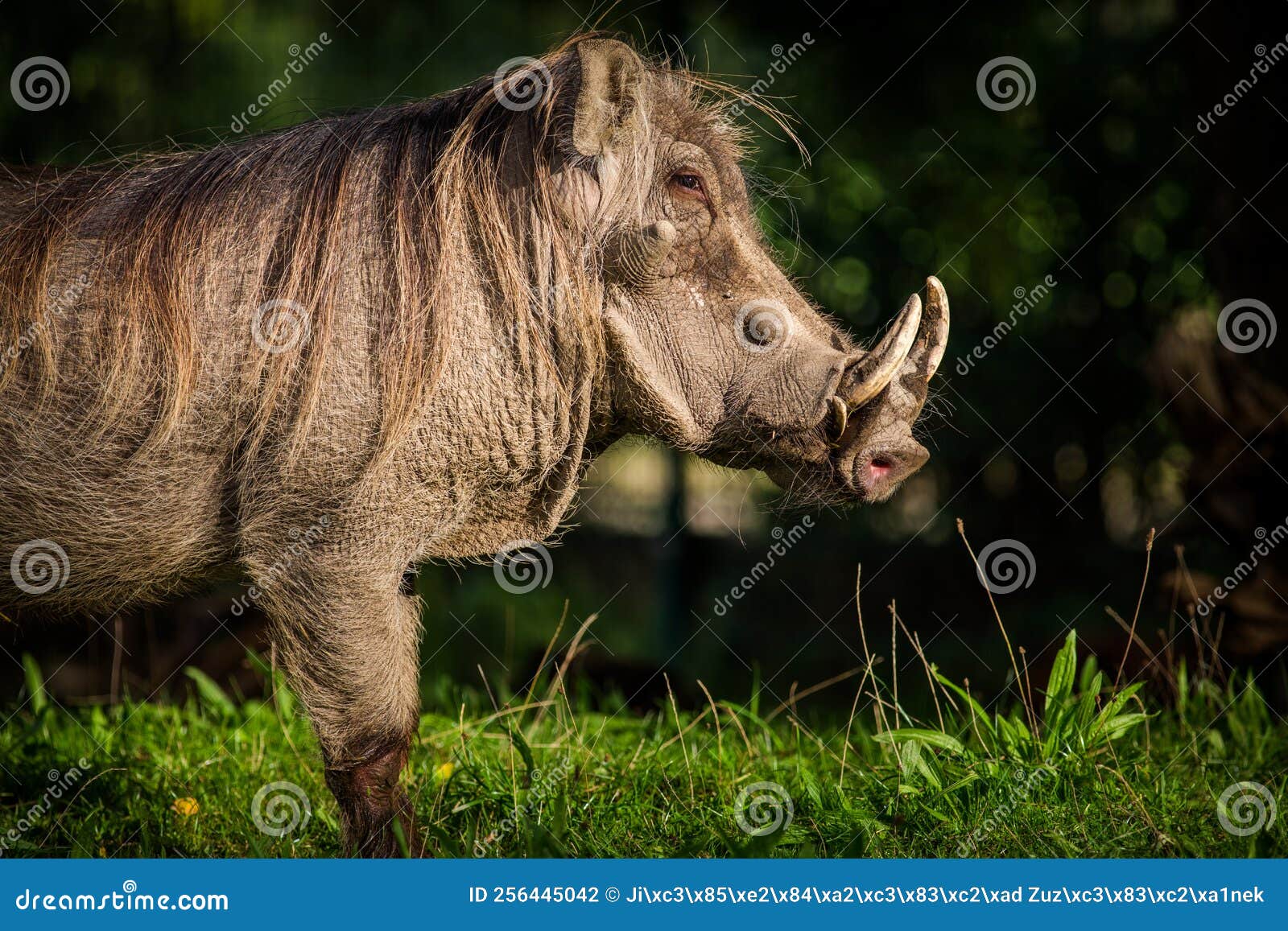 Savanna pig in nature park stock photo. Image of safari - 256445042