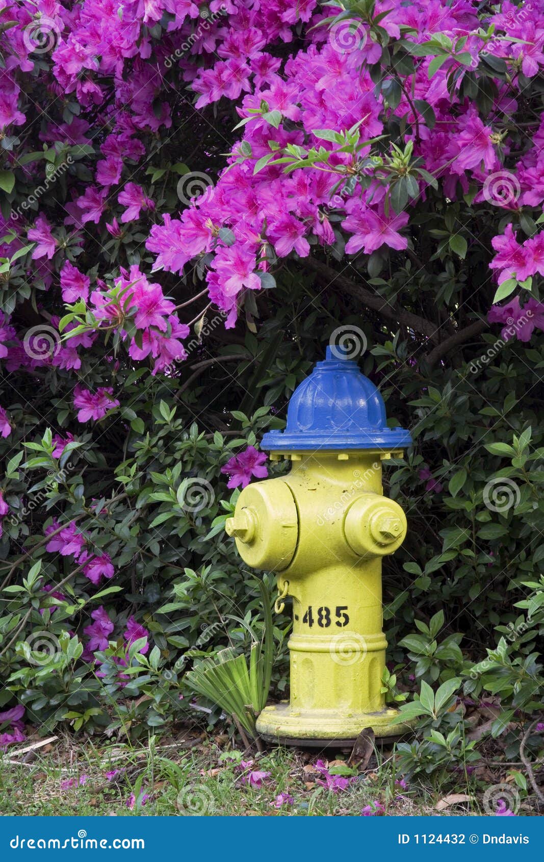 Savannah stock photo. Image of flower, azaleas, georgia - 1124432