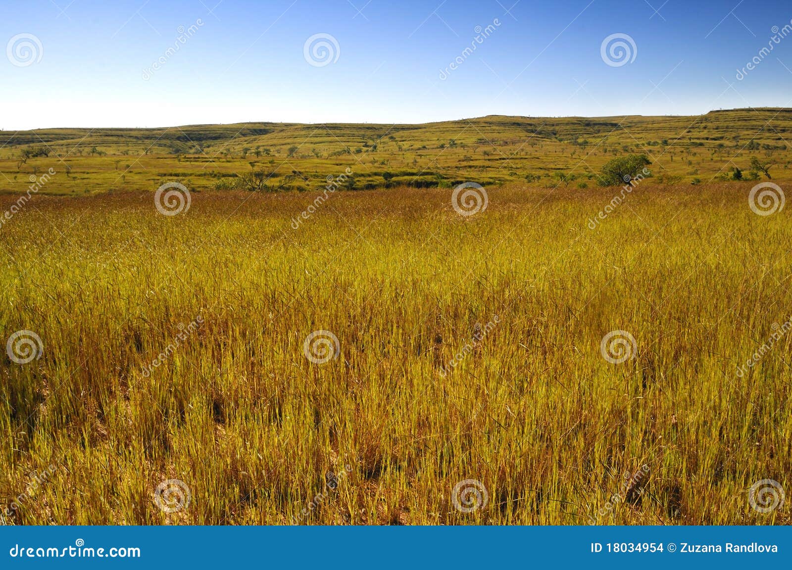 Savannah stock photo. Image of landscape, background - 18034954